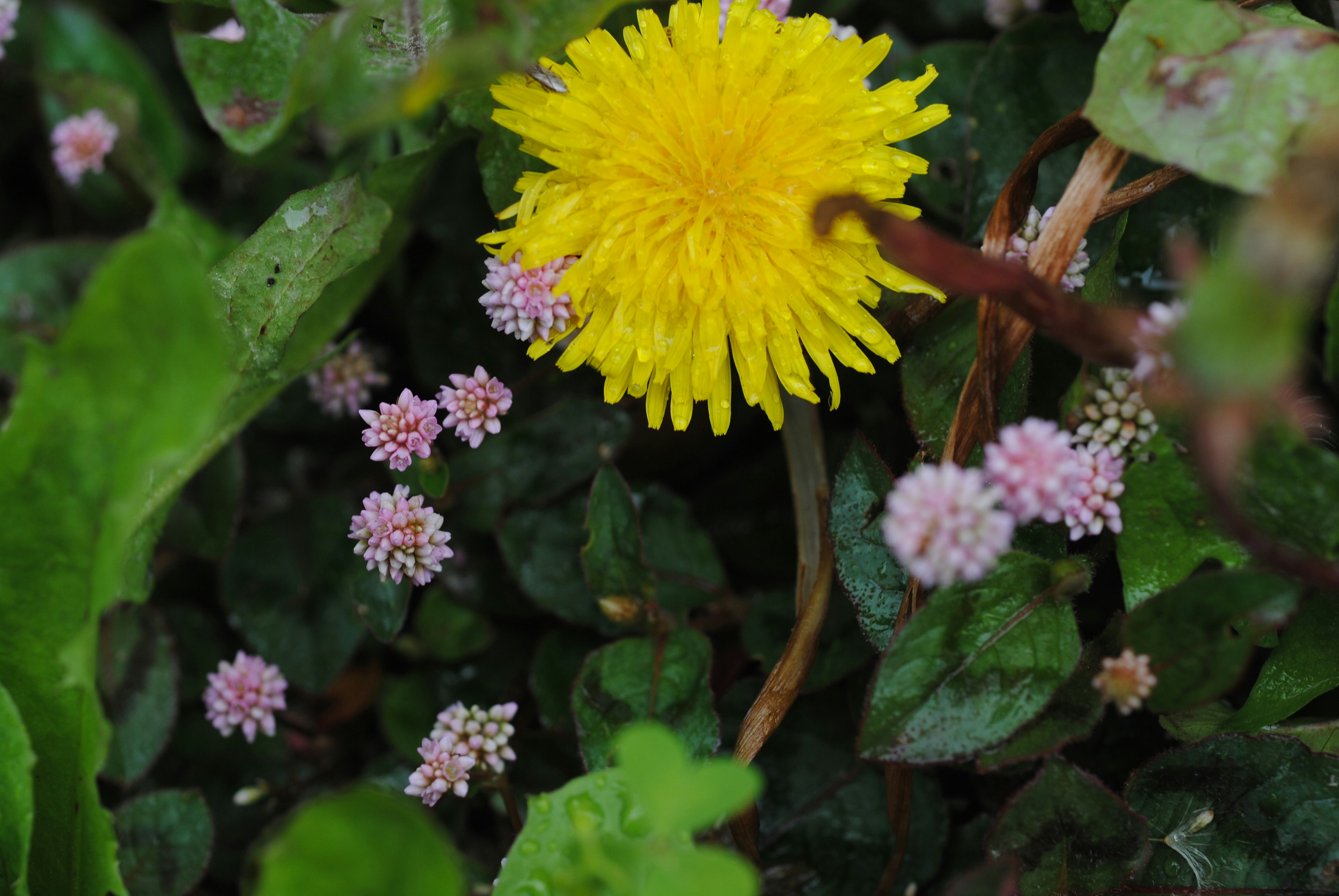 Sunlit Dandelion amidst Pink Clusters in a Green Understory