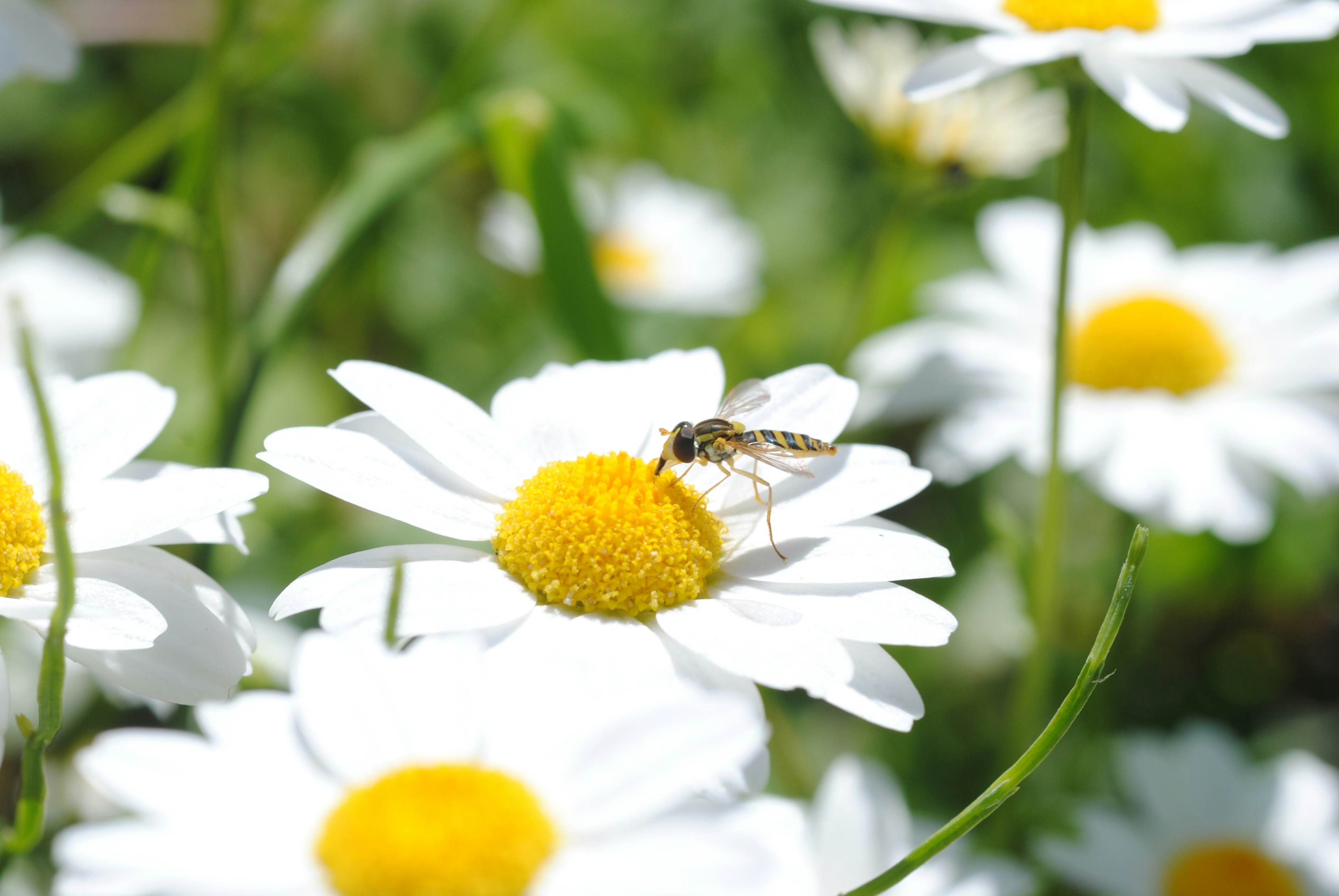 Daisy Field: a tiny hoverfly on a sunlit bloom