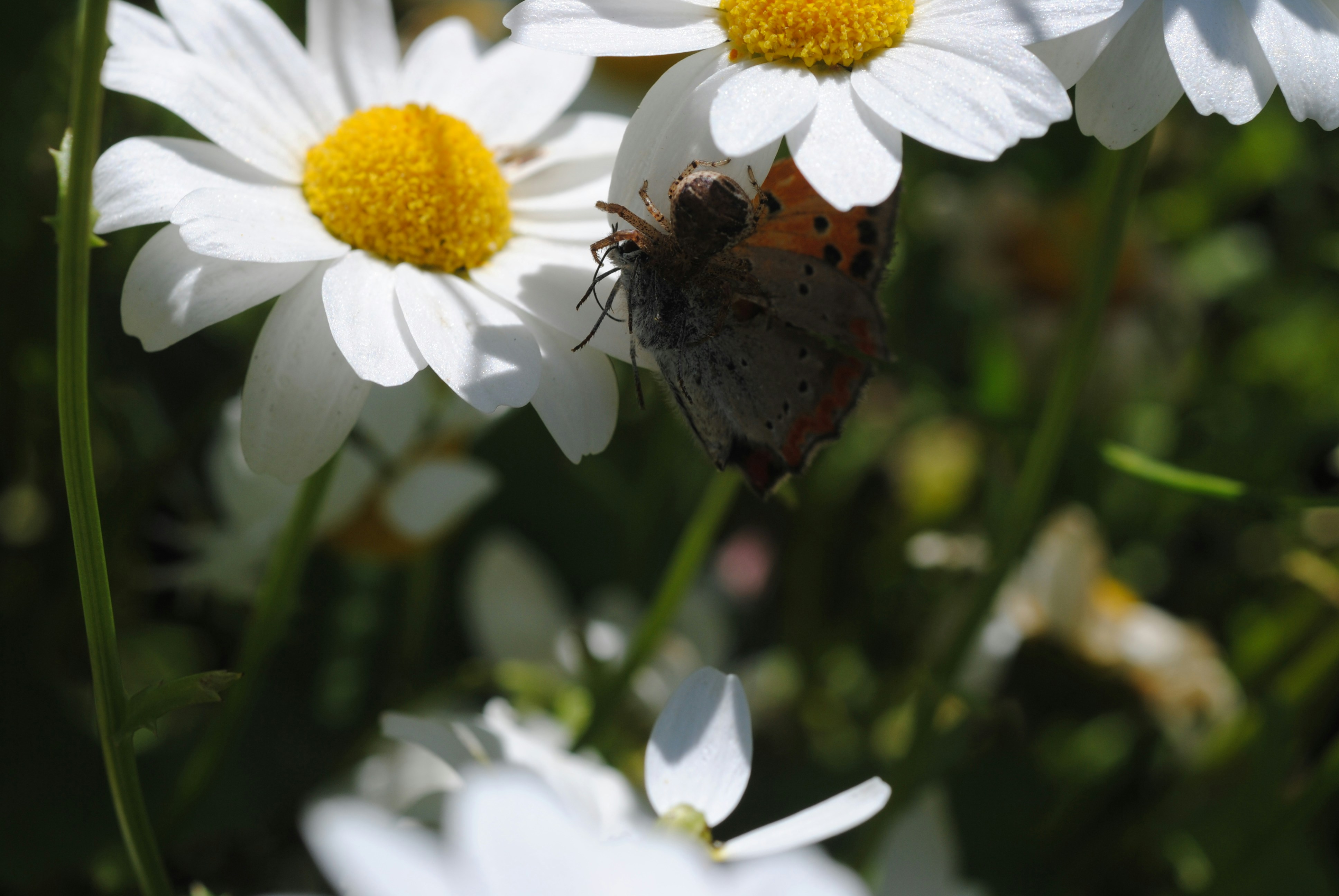 Daisy Field Pause: A Butterfly Rest Amid White Petals