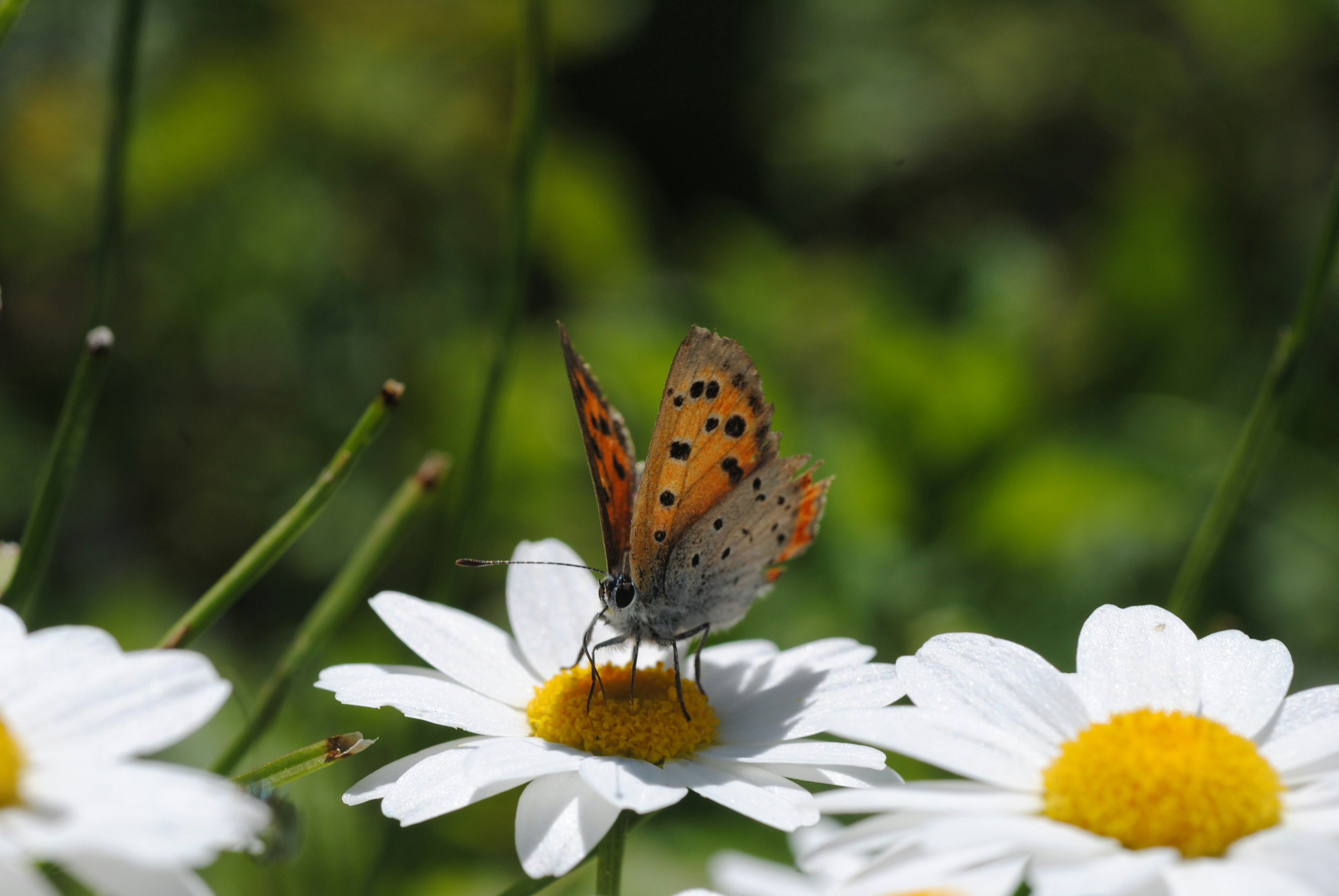 Midair Rendezvous: A Painted Butterfly on Sunlit Daisy