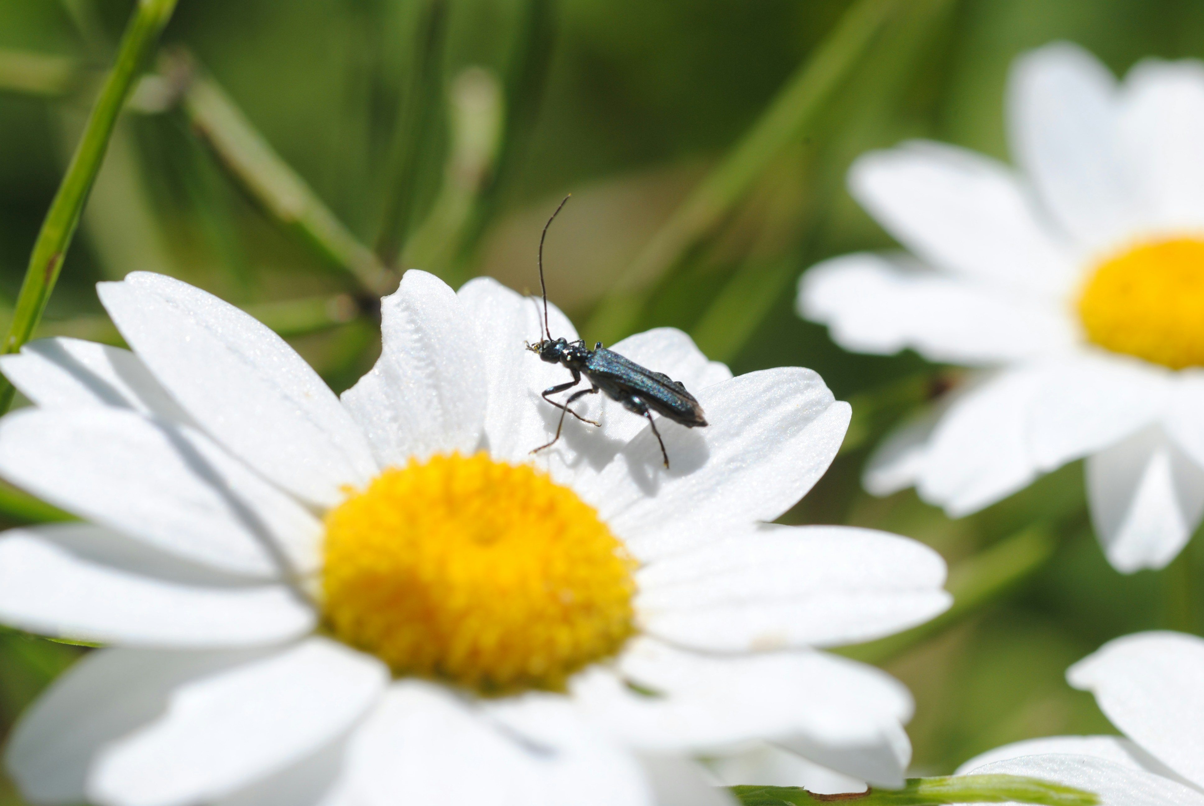 Iridescent Bug on a Daisy Crown