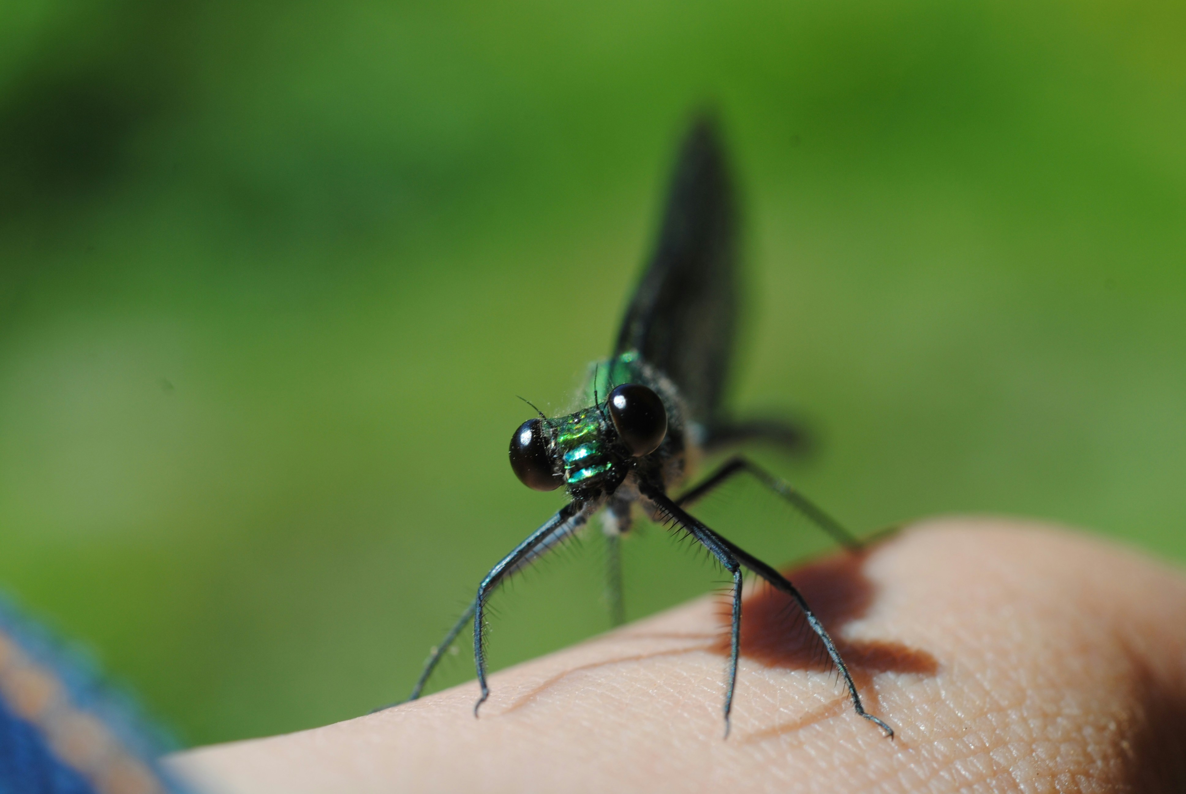 Emerald Macro: a dragonfly perches on a finger