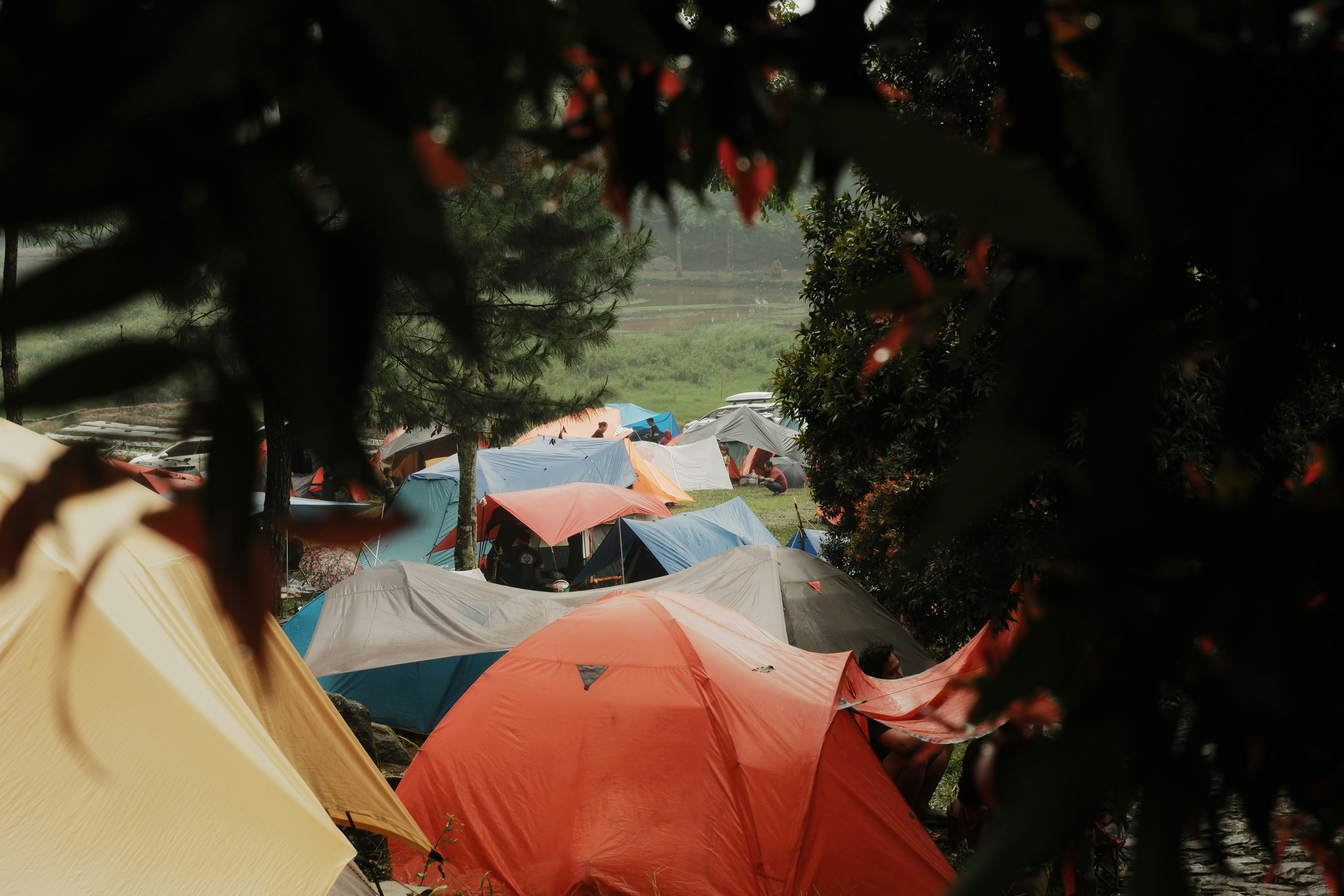 Hidden Campground Pulse: A Sea of Tents Under Canopy