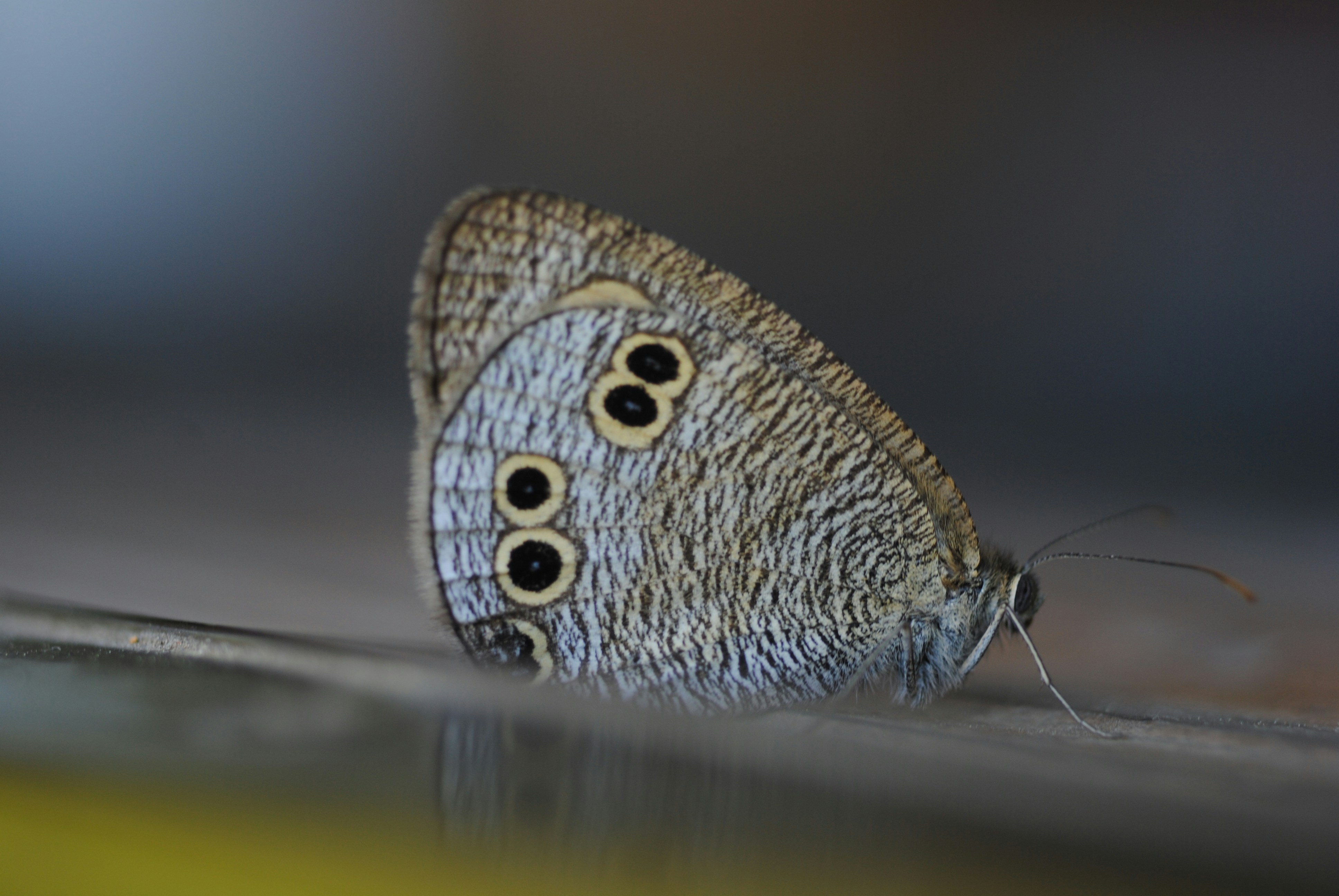 Eyes of the Night: A Ground-Level Portrait of a Little Blue Butterfly