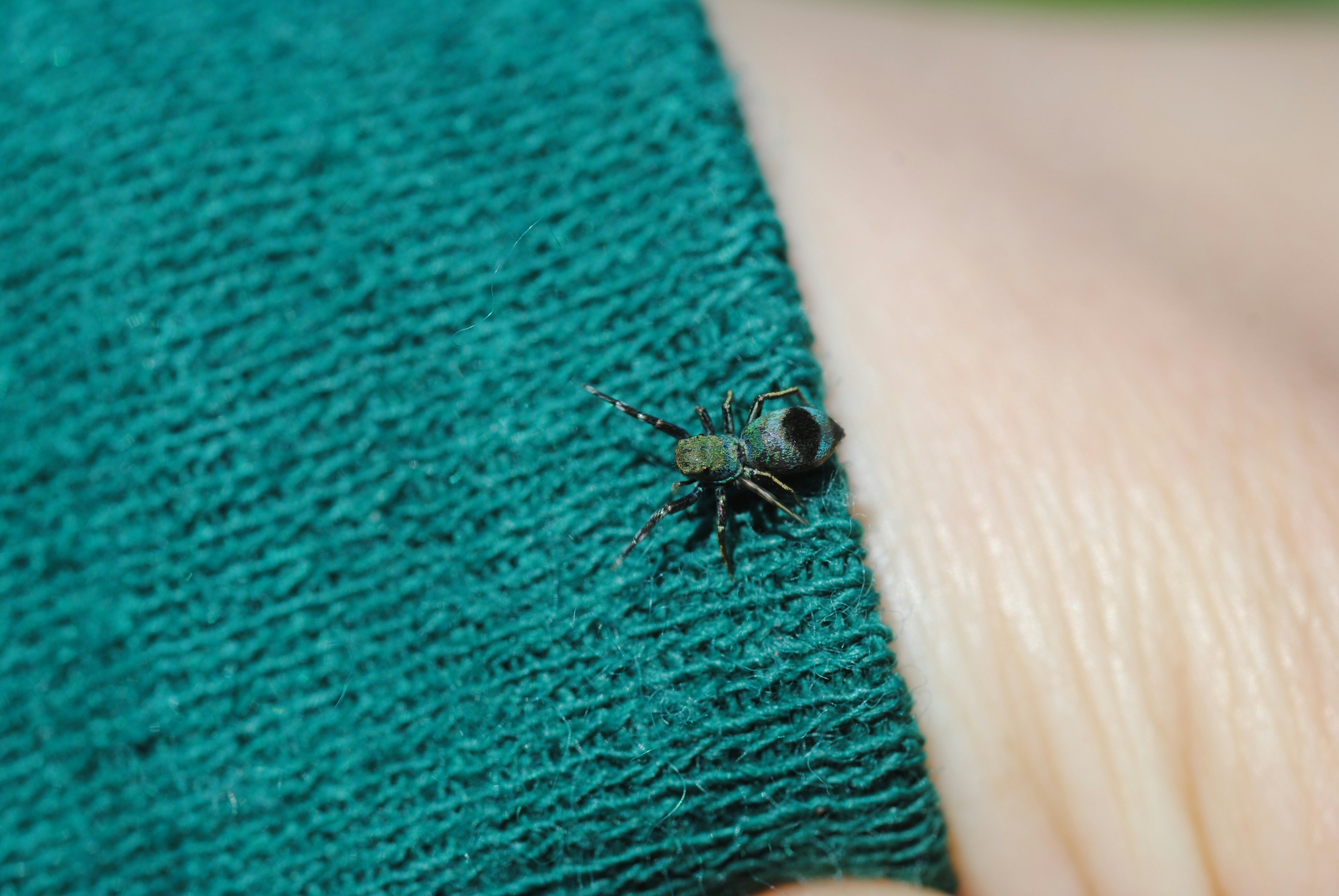 Tiny Jump: A Minute Neon Fossil on Teal Fabric