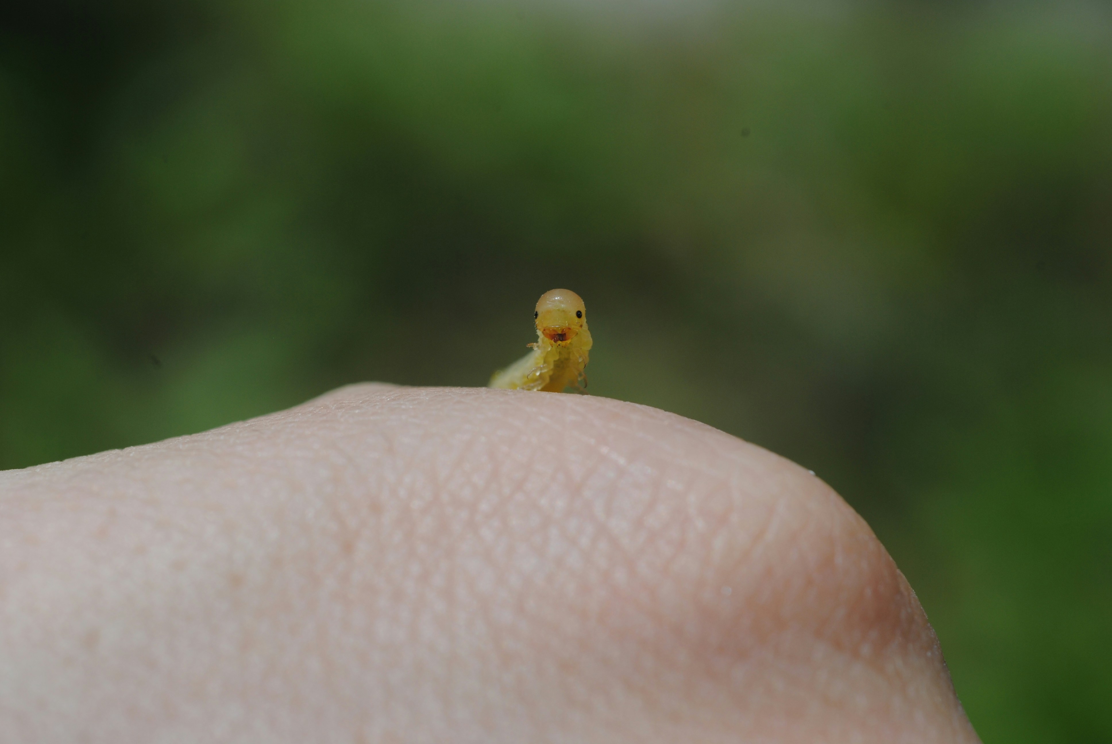 Tiny Lizardling on a Gentle Finger Tip