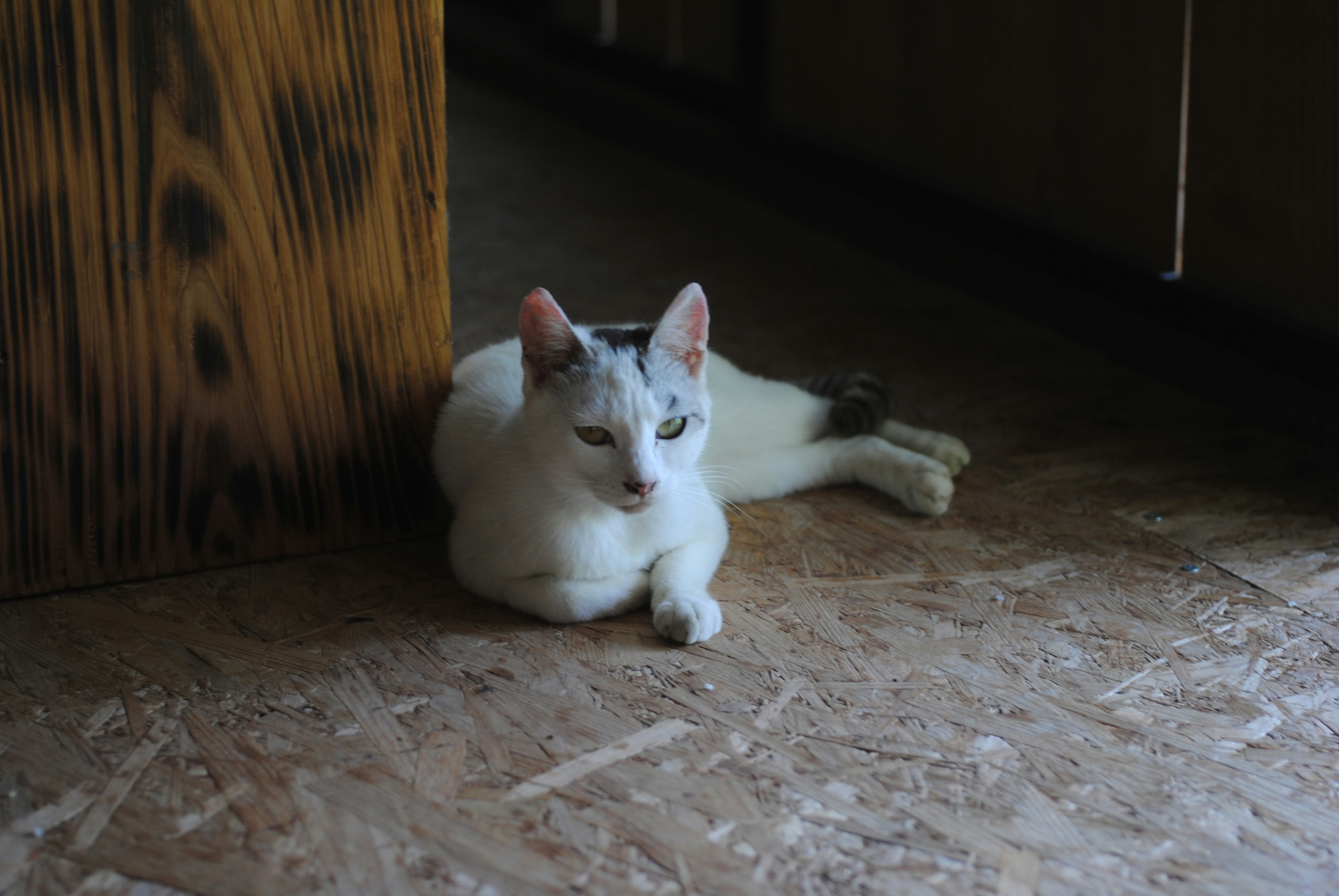 Cozy Cat Resting in Warm Patch of Floor Light