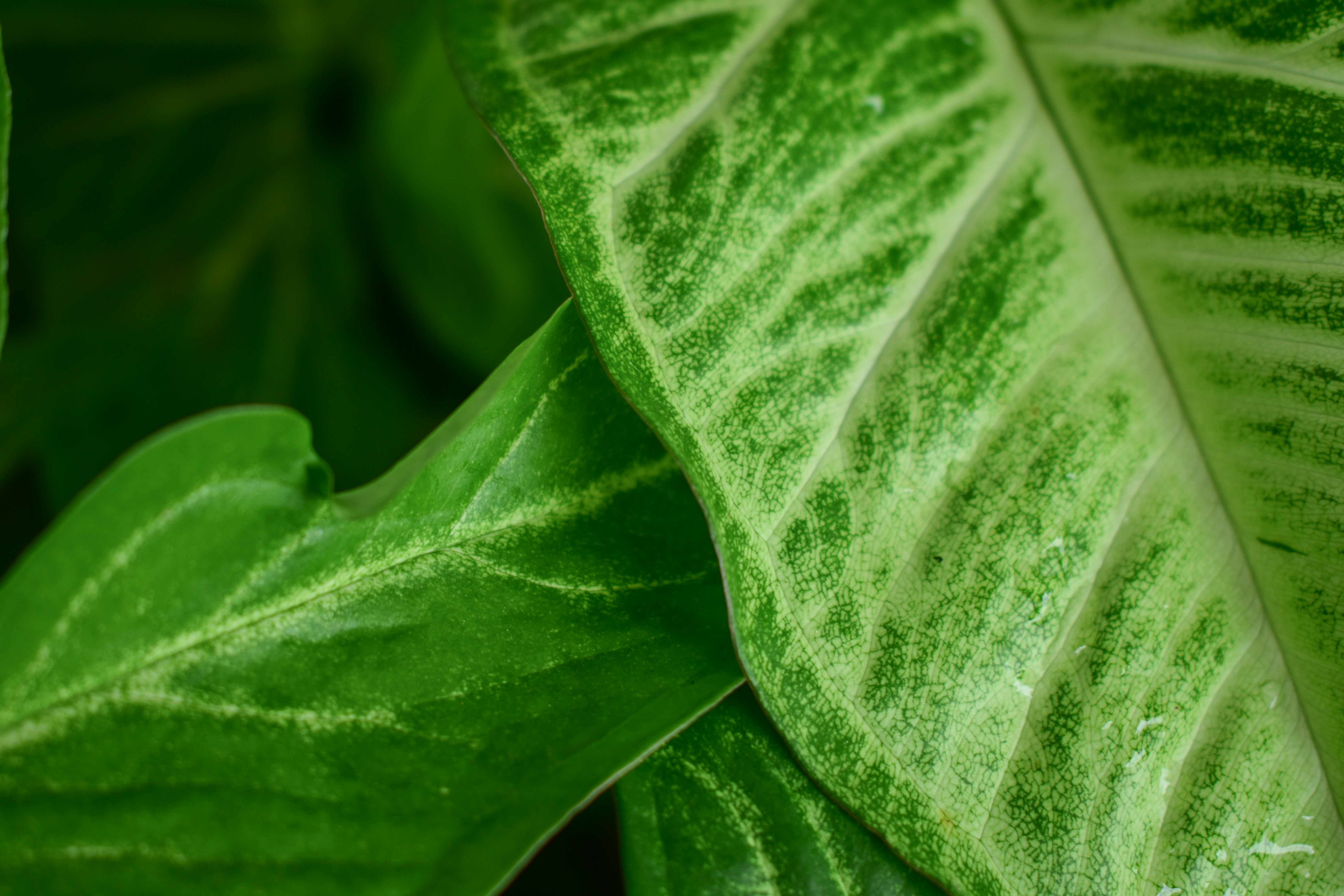 Green Veil: close-up of variegated leaves