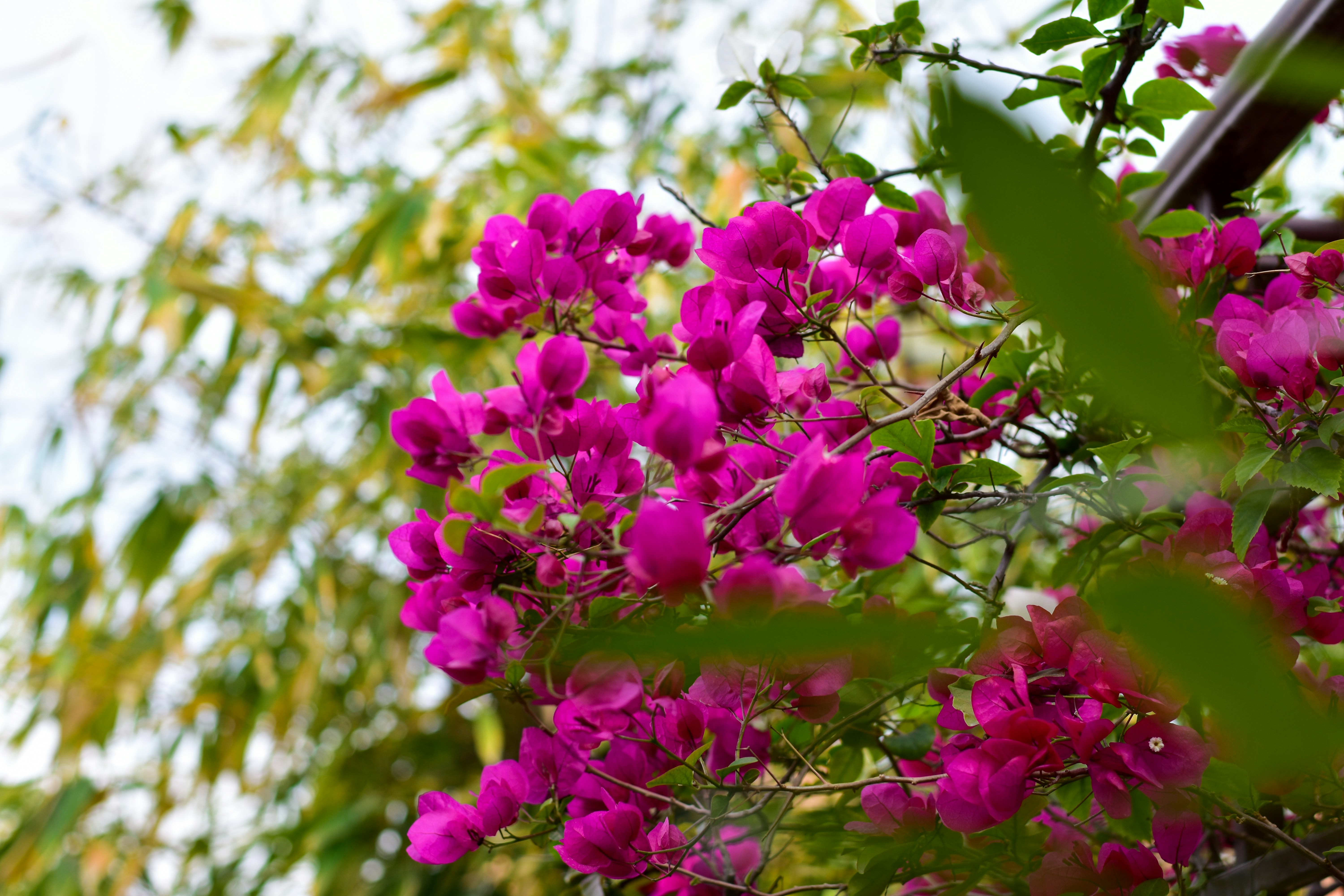 Vibrant Bougainvillea Burst Framing a Quiet Garden