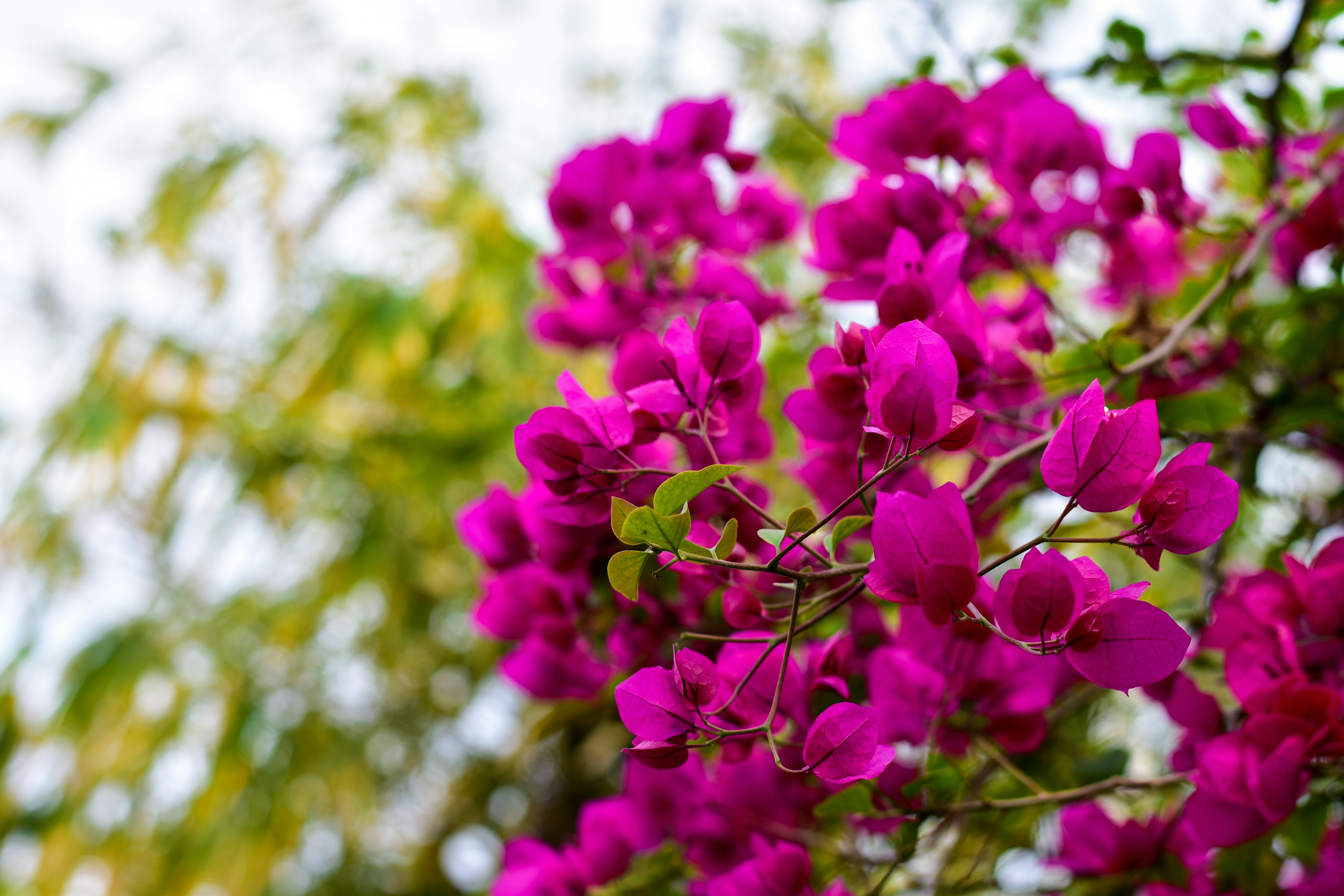 Vivid Bougainvillea in Focus Against a Blurred Garden Backdrop