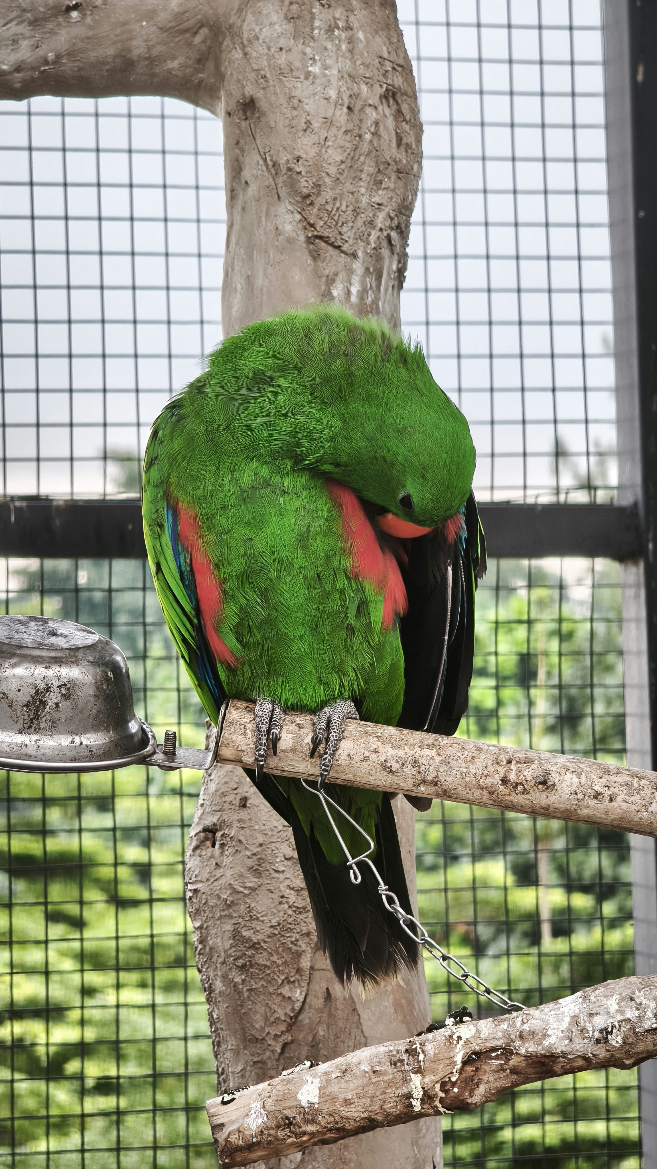 Emerald Attentive: A Green Parrot Preens on a Rustic Perch