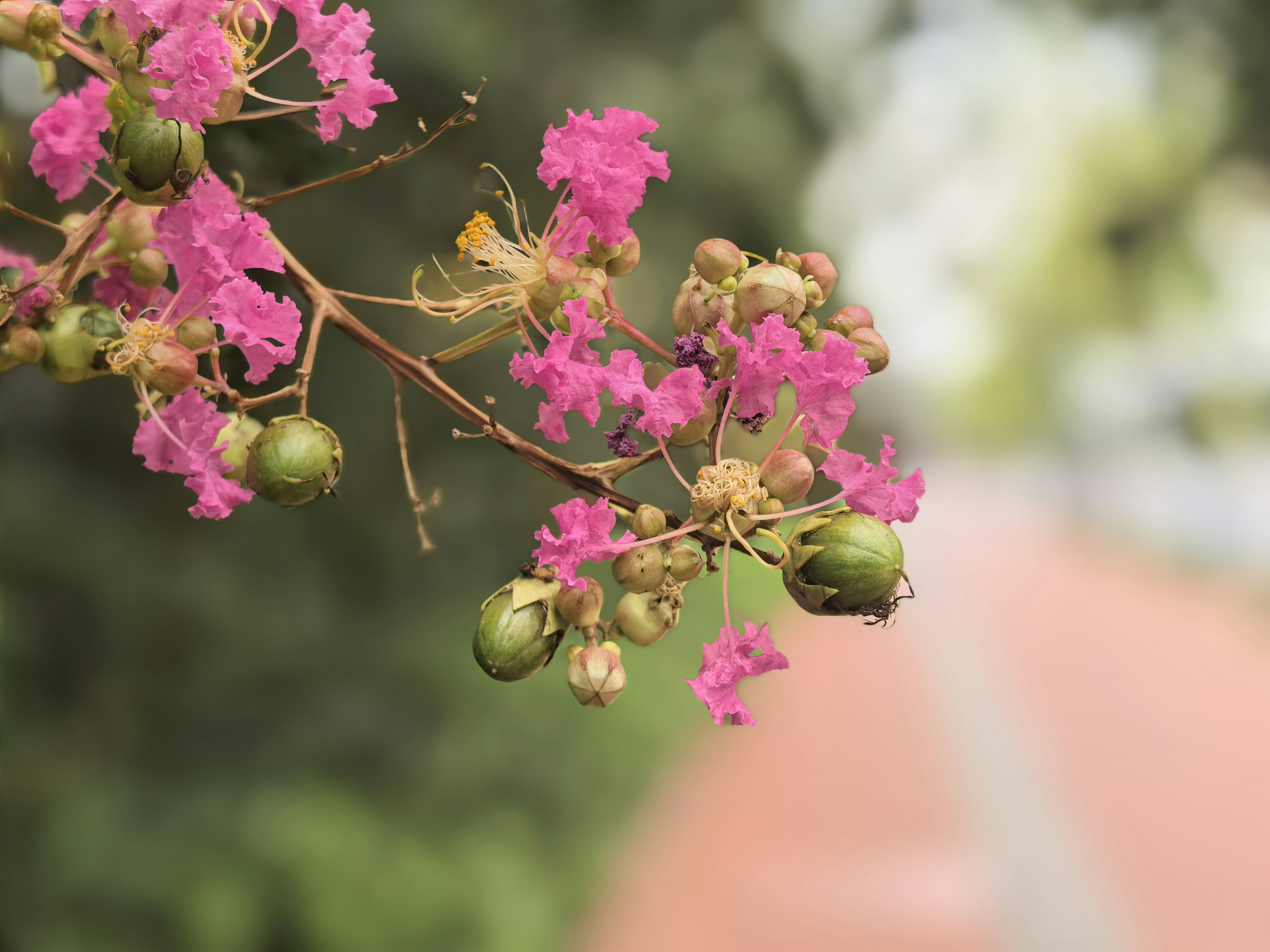 Crimson blossoms on a fragile branch against a soft corridor