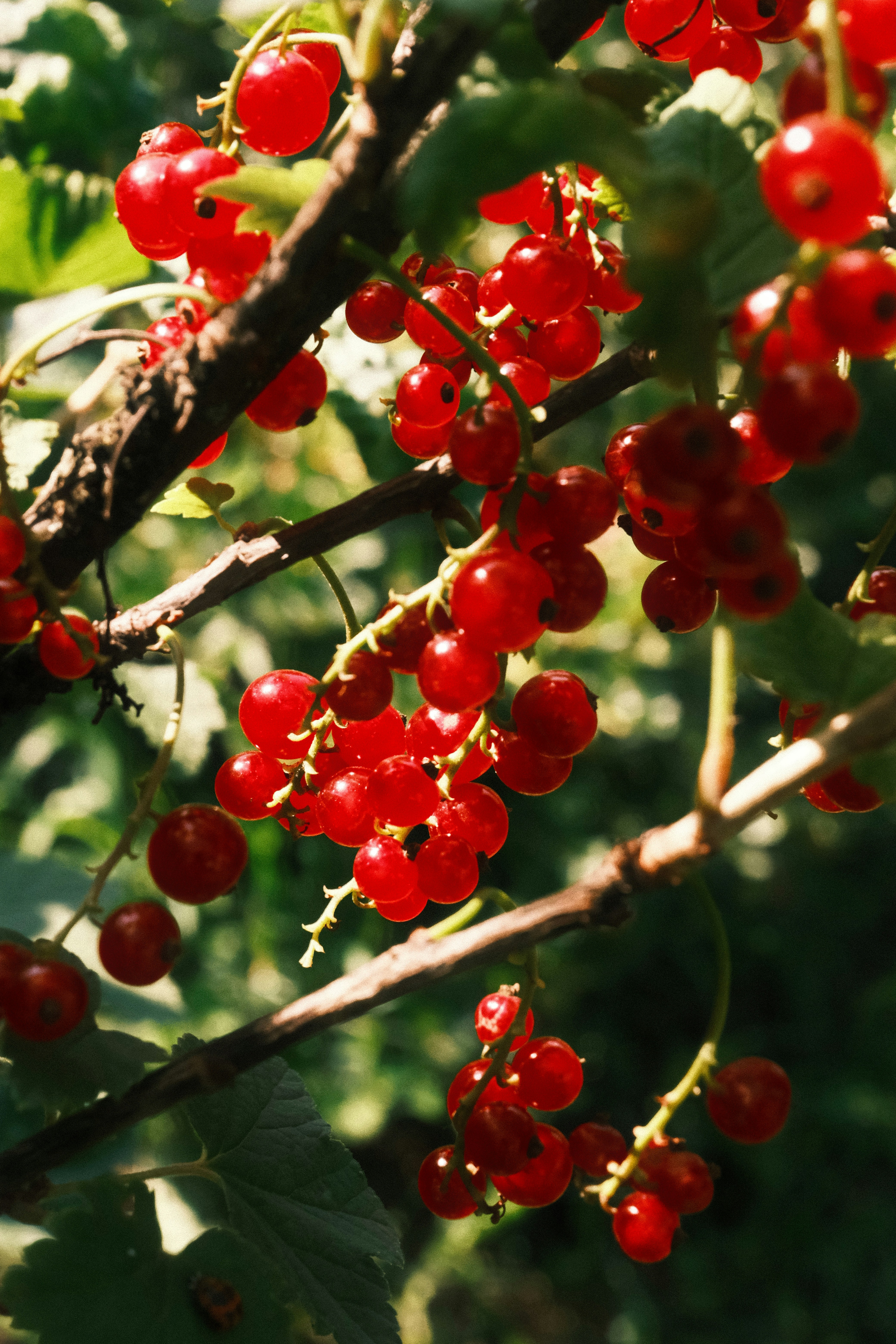 Scarlet Berries in Sunlit Canopy