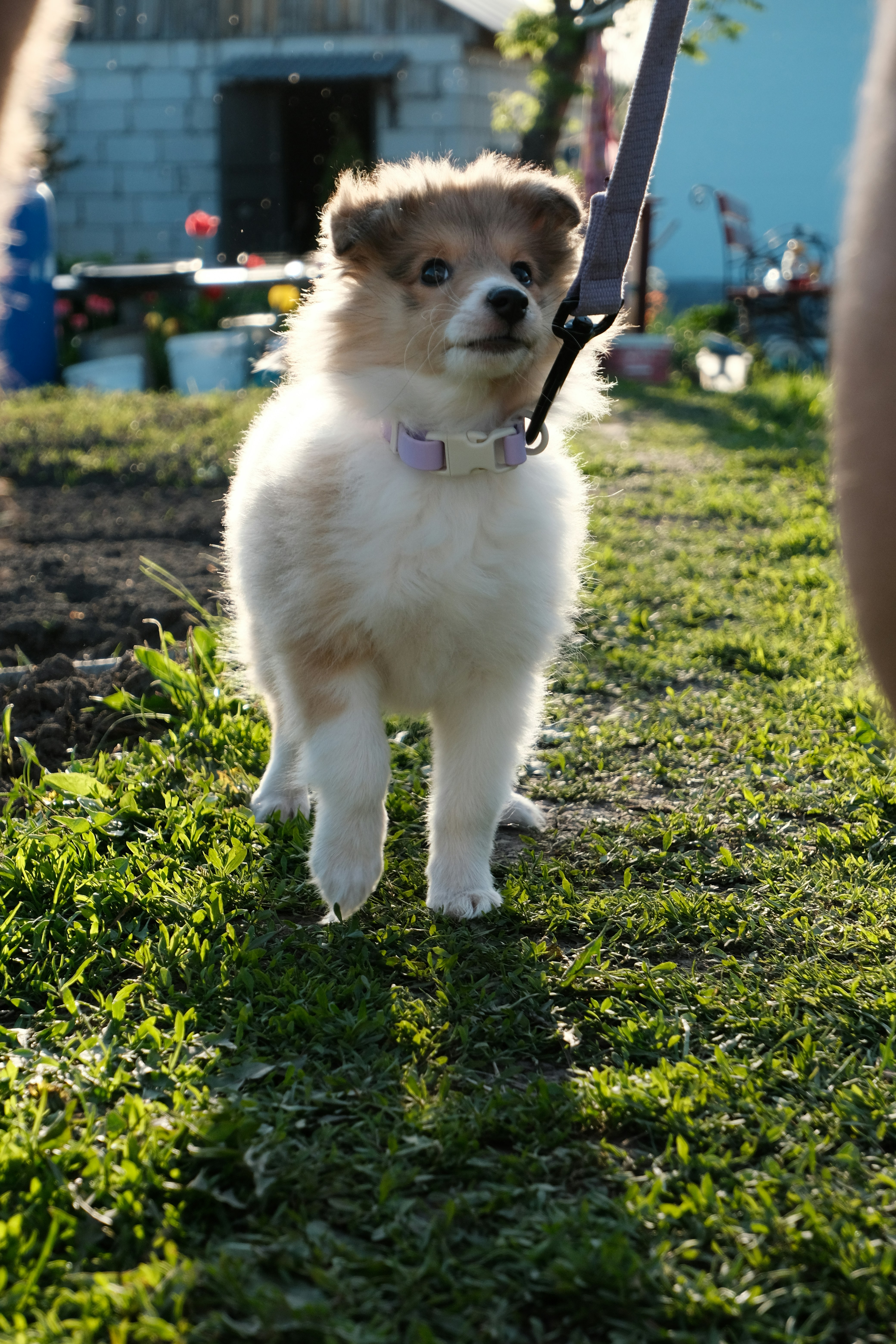 Pastel Collar Pup: Bright-Eyed Wonder in a Sunlit Yard