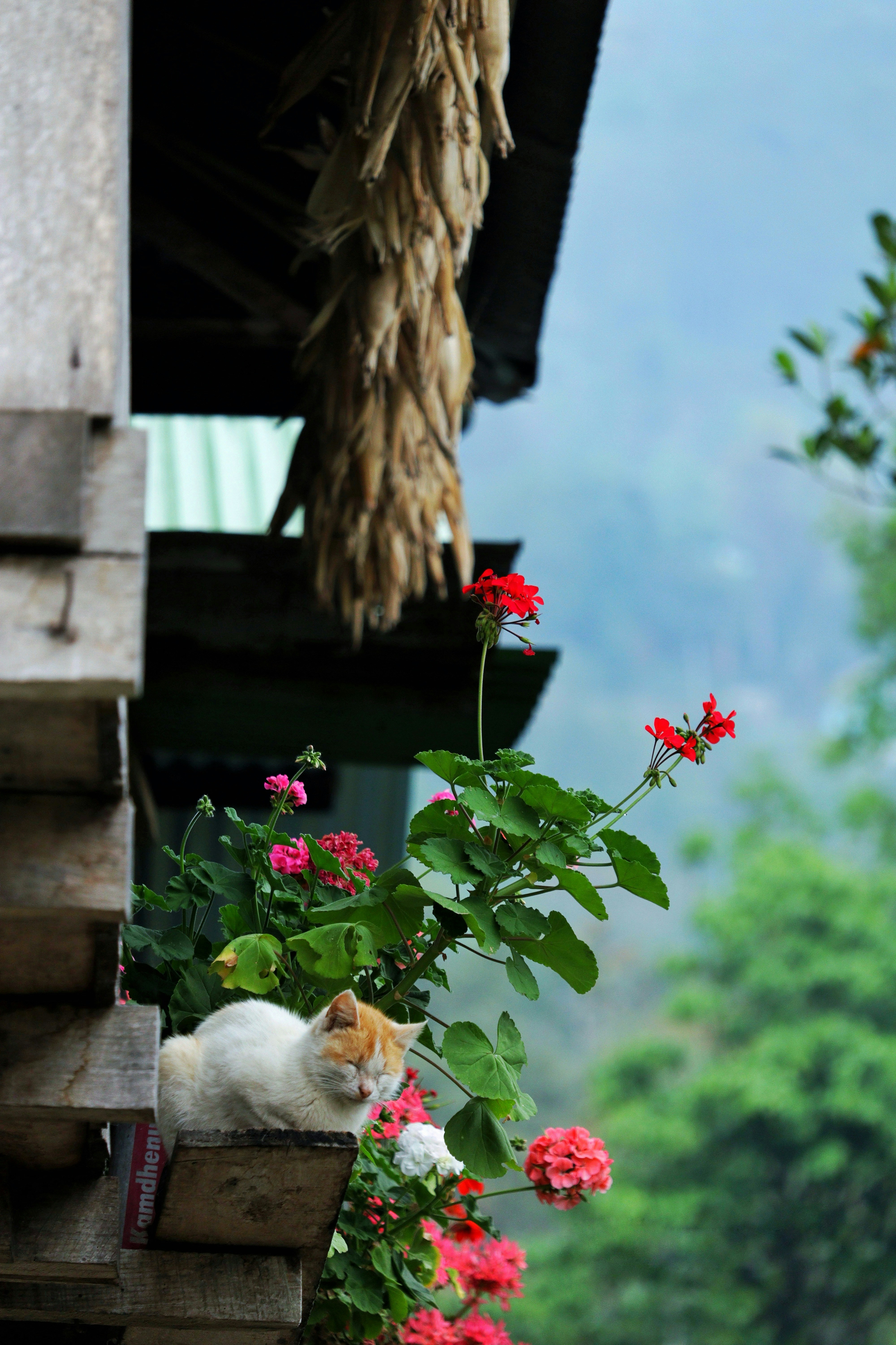 Red-Flowered Balcony Catwatch