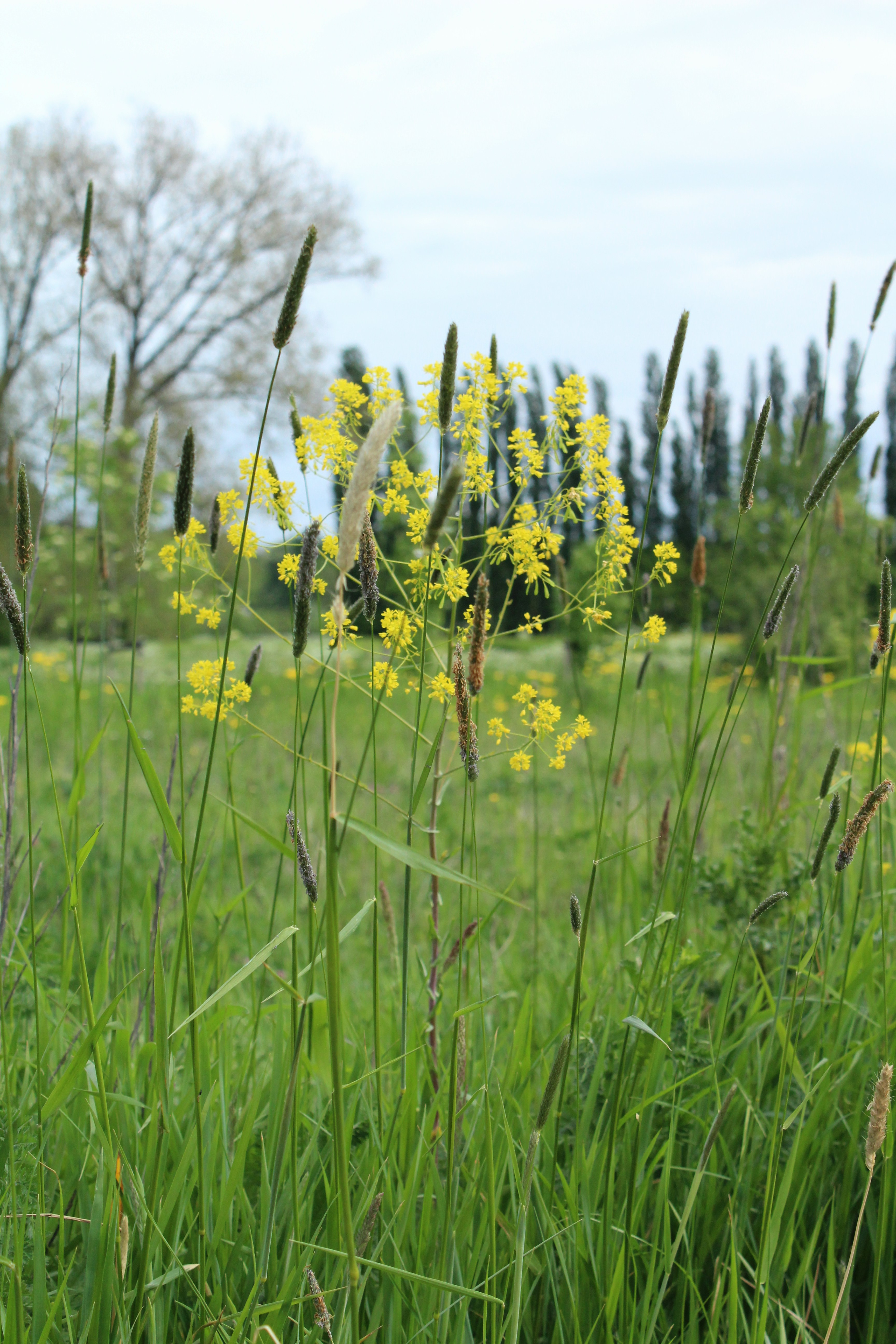 Spring Accent: Yellow Blooms Amid Tall Grasses
