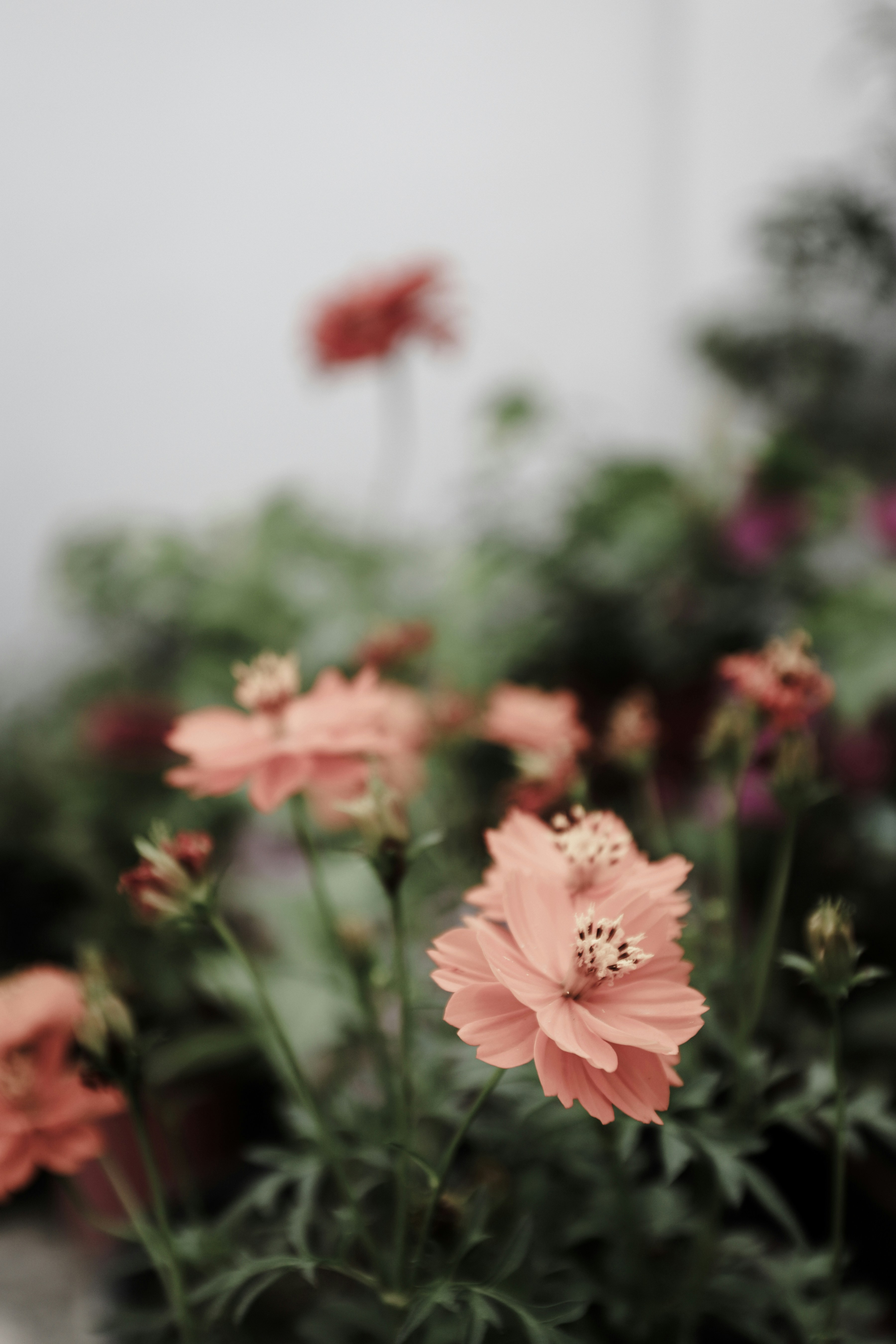 Soft Focus Bloom: Peached Petals in a Gentle Garden Blur