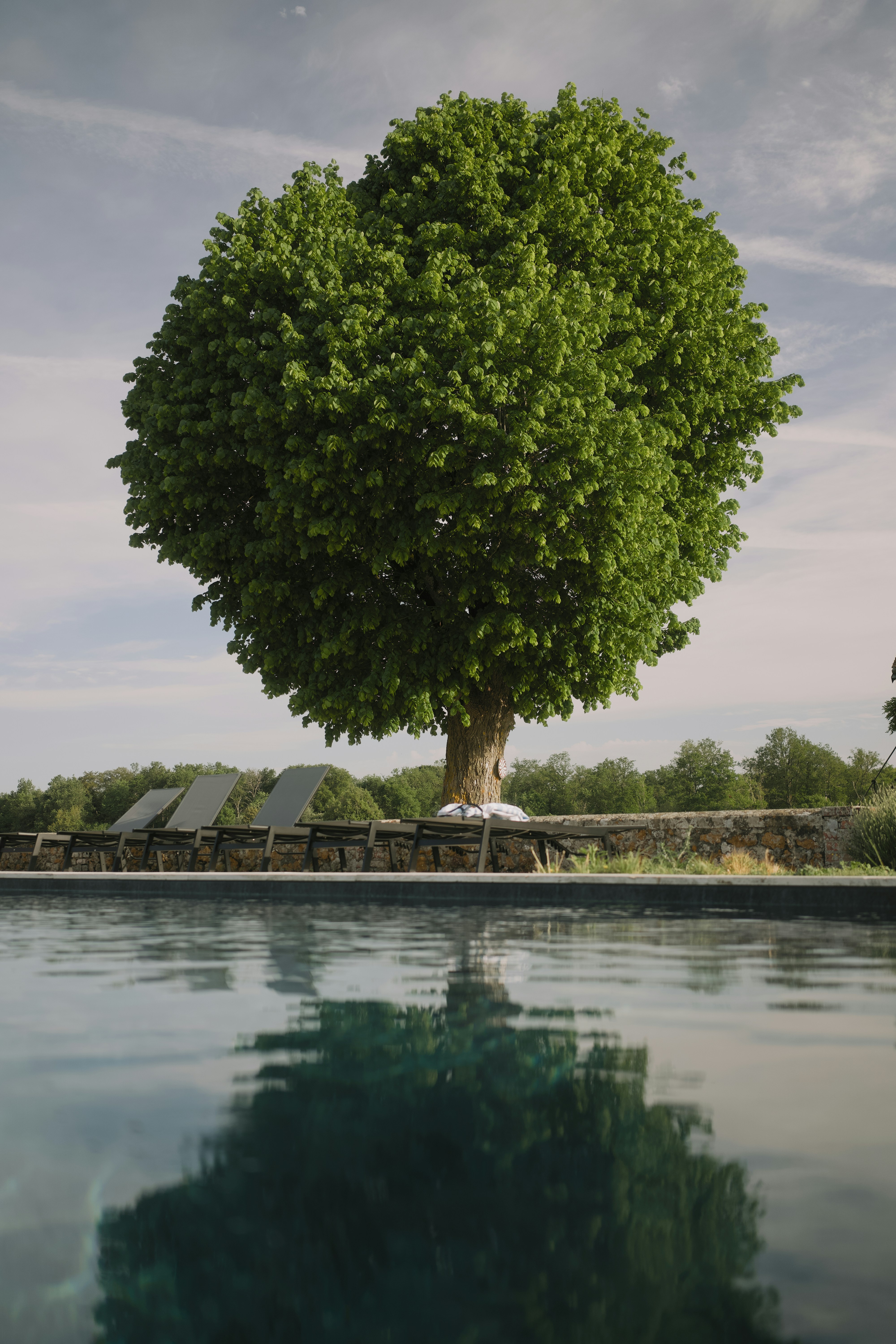 Tree Mirror: A StillHour by the Pool