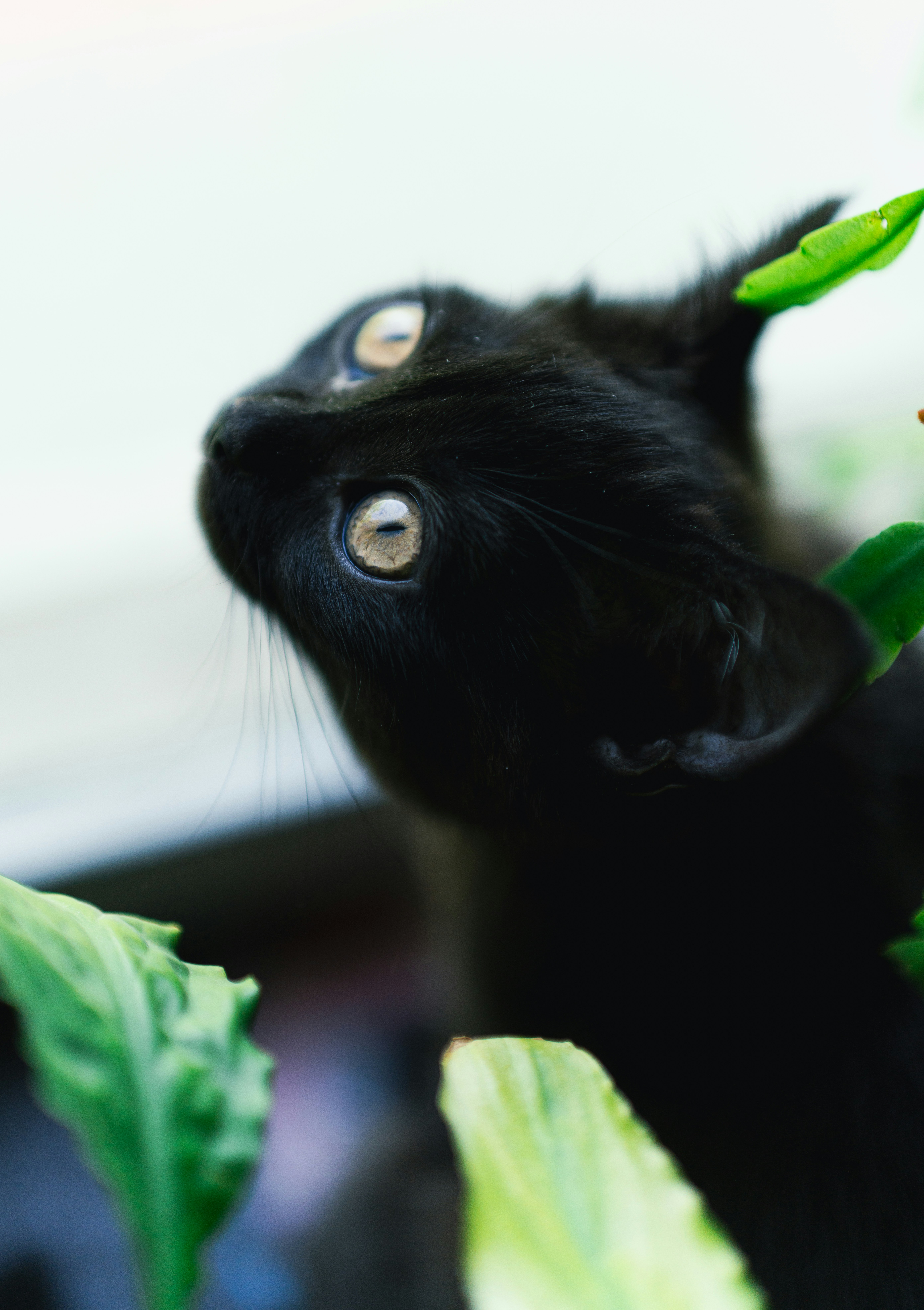 Midnight Whiskers: A Curious Black Cat Gazes Up
