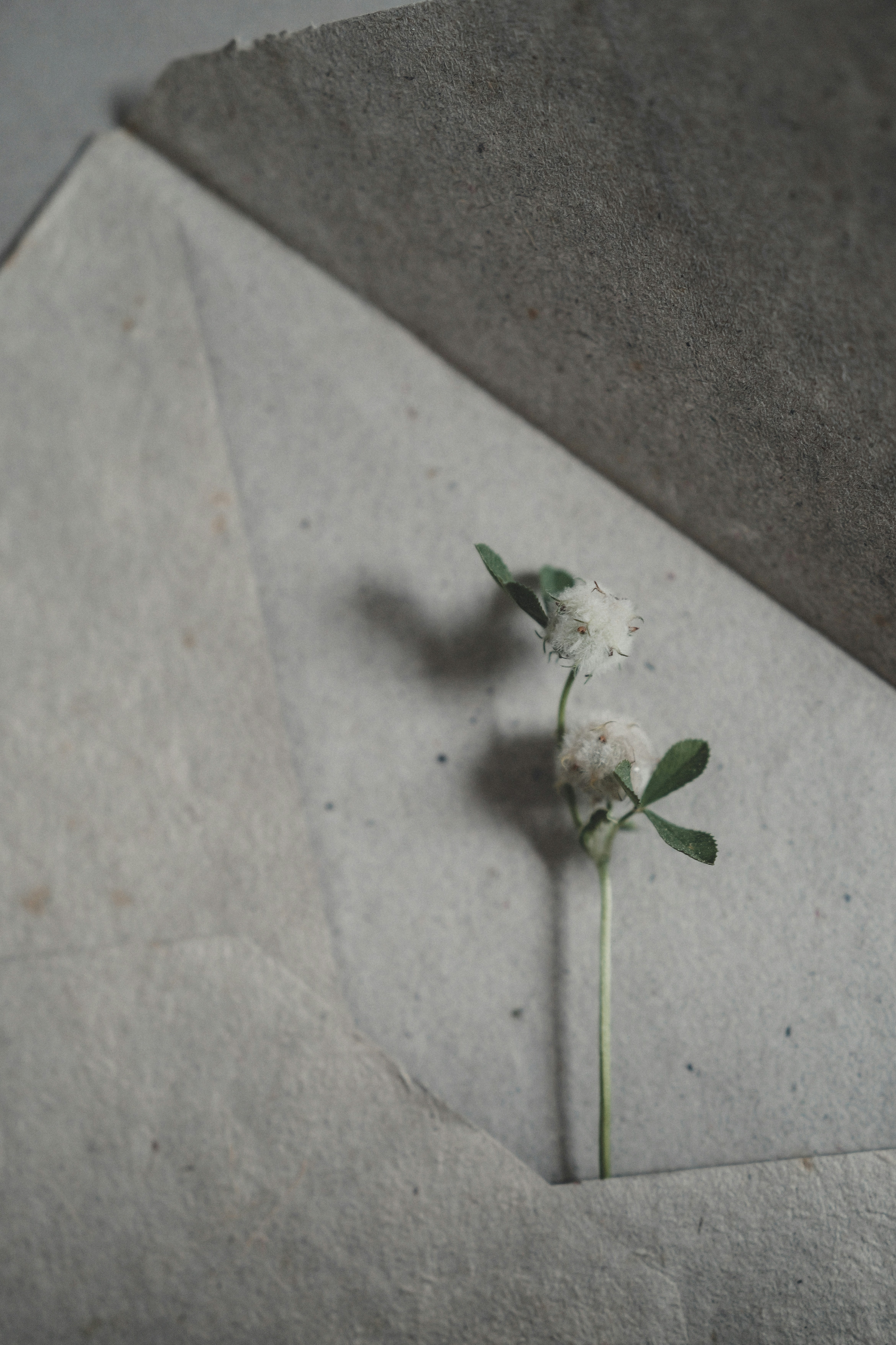 A Quiet Bloom Resting Between Stone Planes