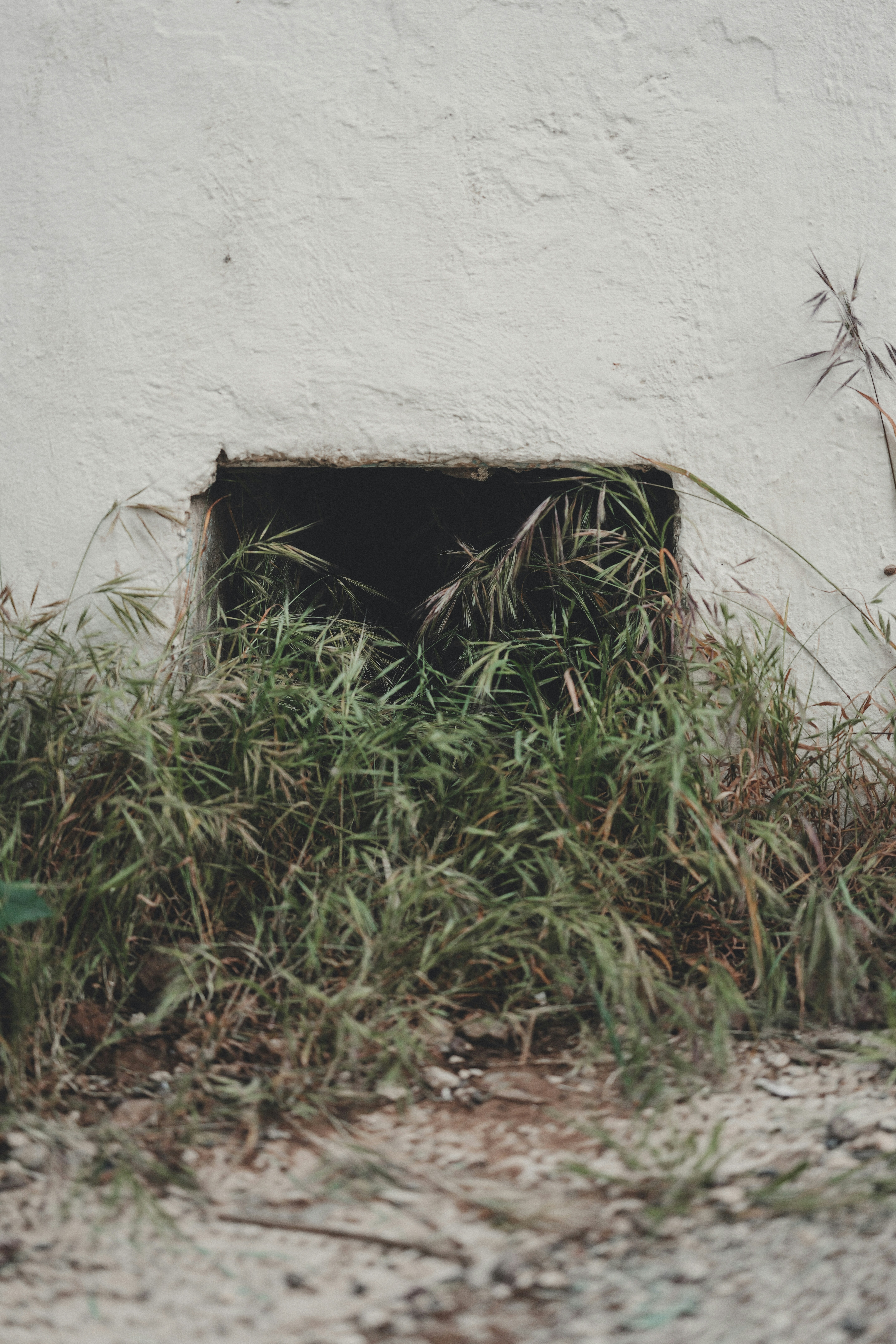 Cracked Silent Entrance: Weeds Guard a Hidden Hollow