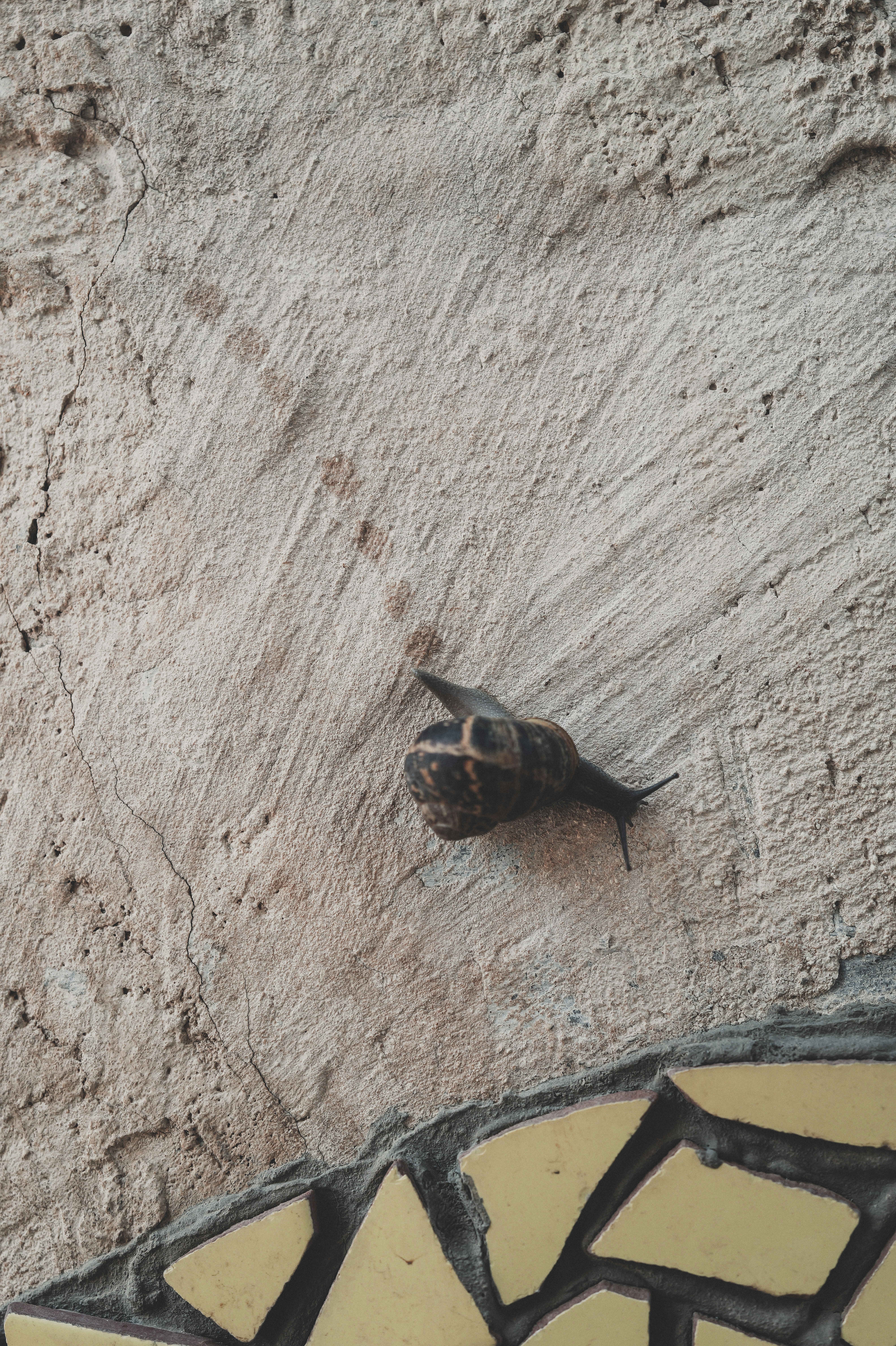 Deserted Shell on Painted Mosaic