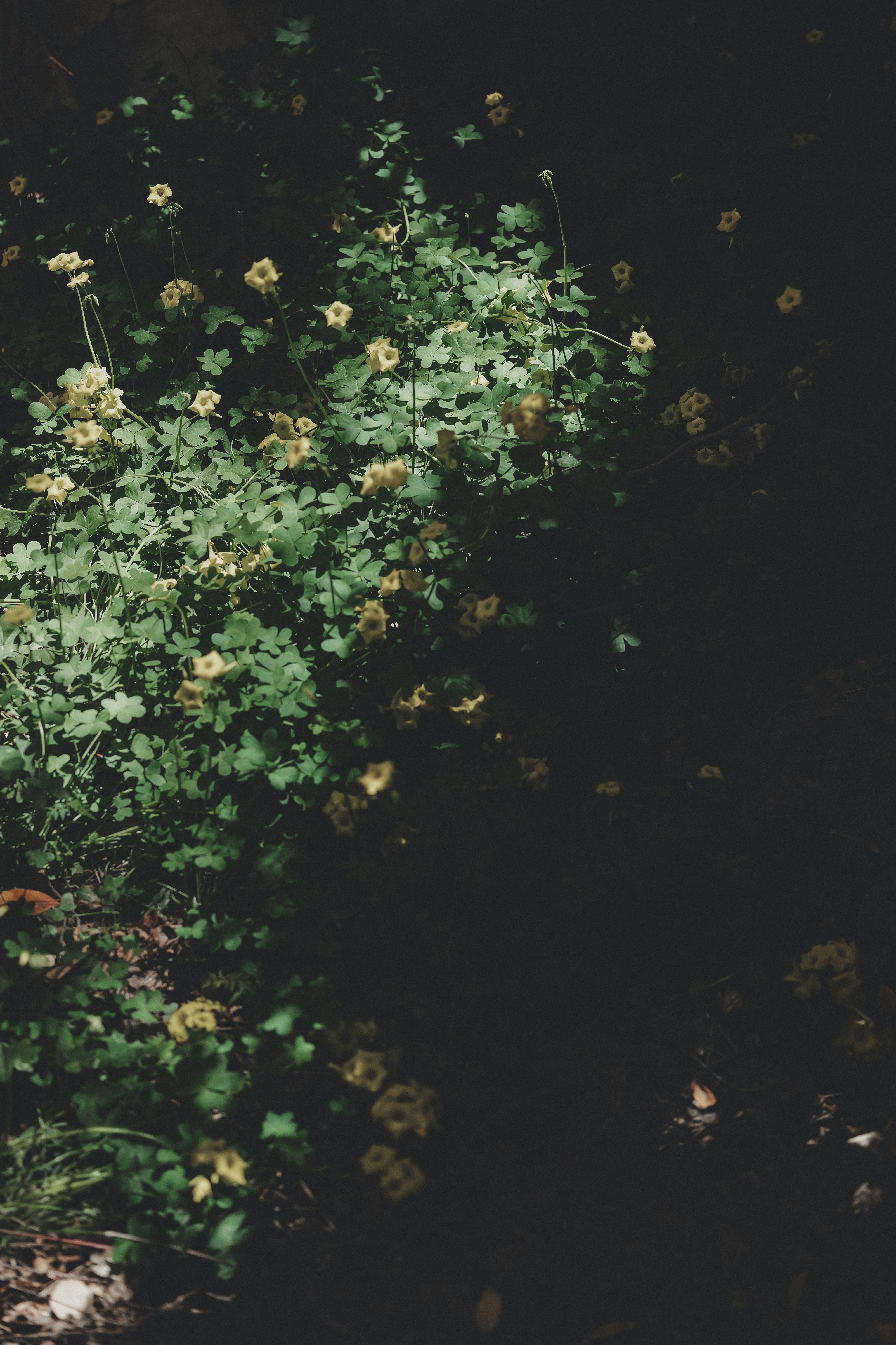 Shadowed Garden: Golden Petals in a Dappled Edge