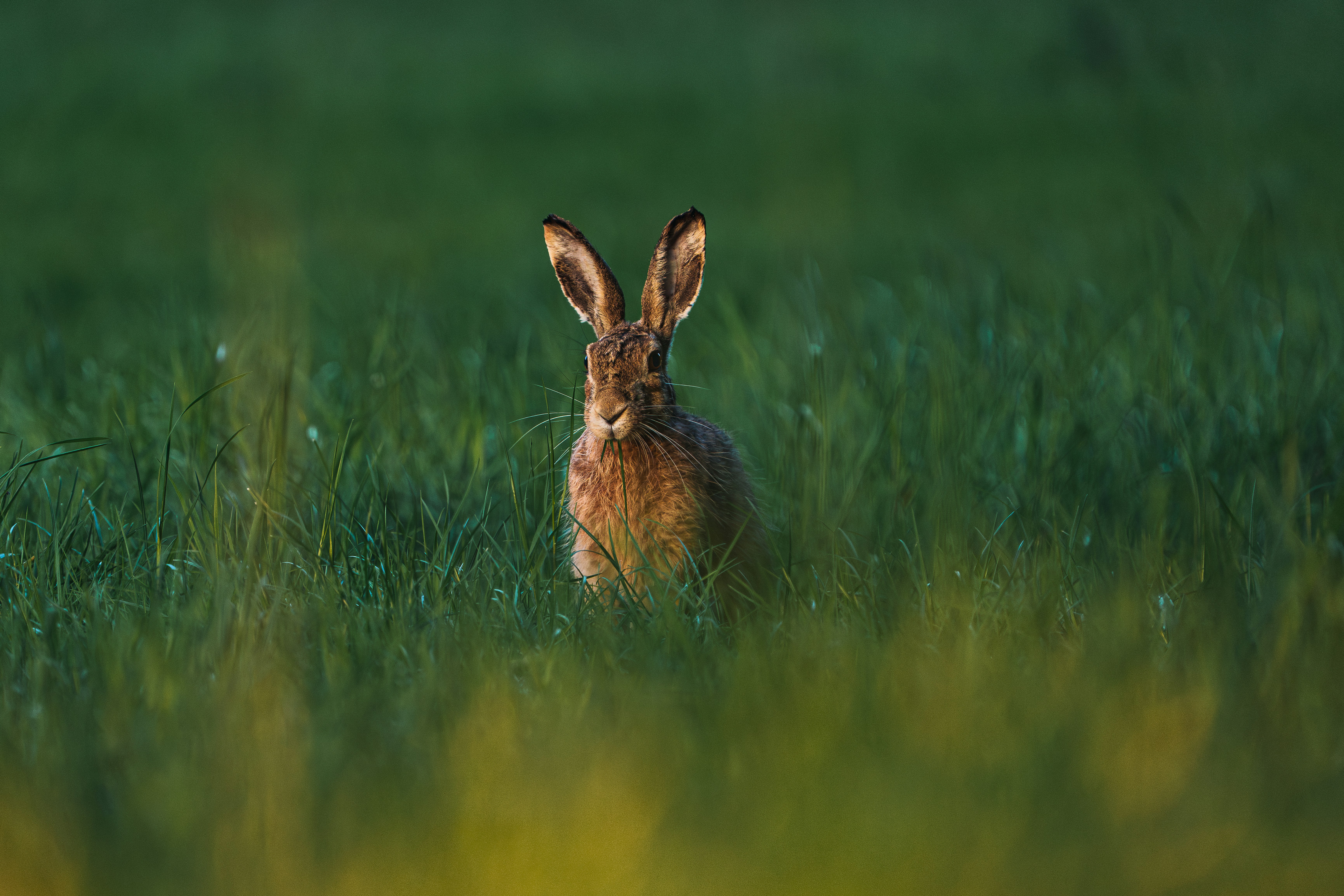 Ambush in the Meadow: A Rabbit Stares Down the Horizon