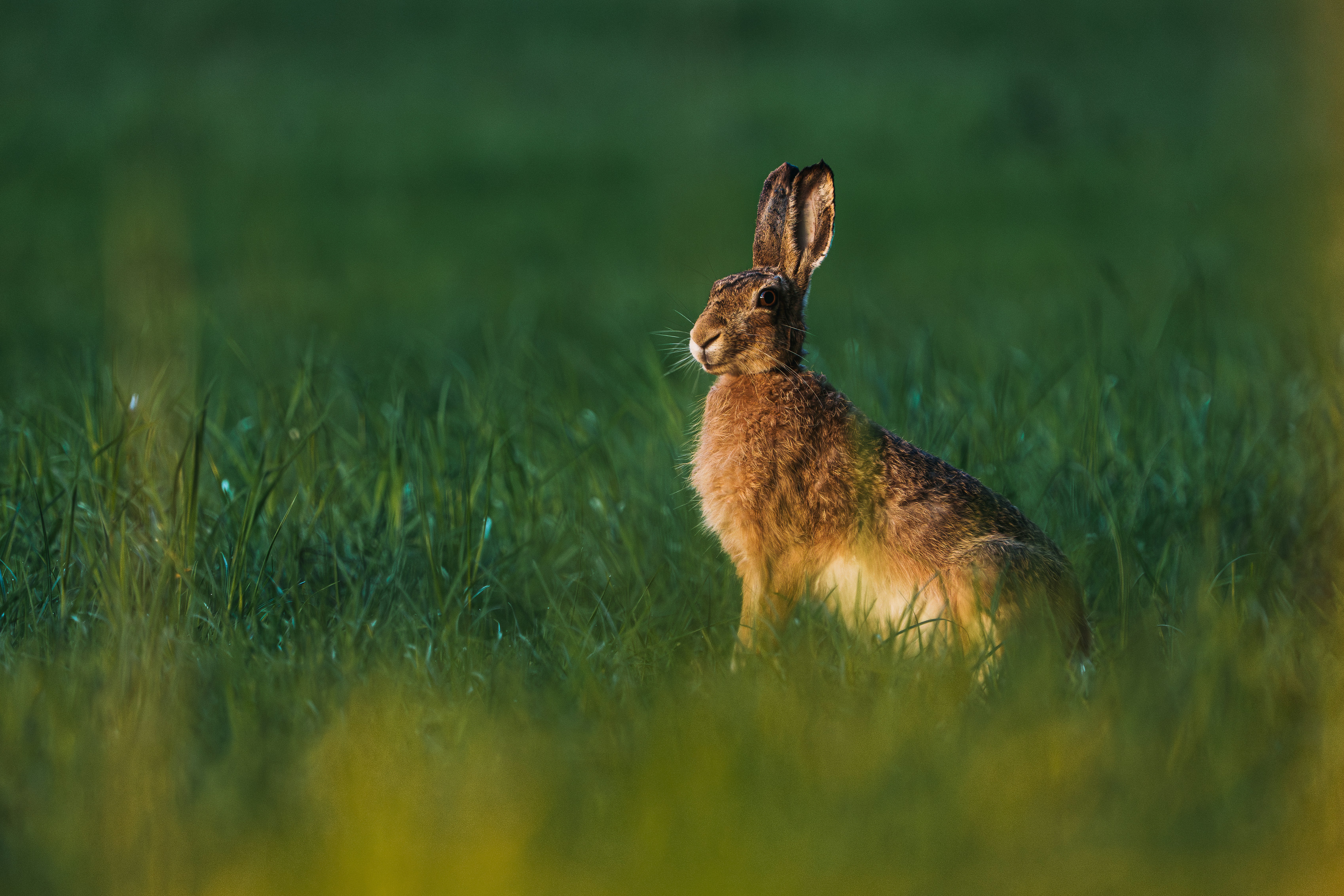 A single hare sits alert in a sunlit meadow with tall grass, bathed in warm, golden tones.