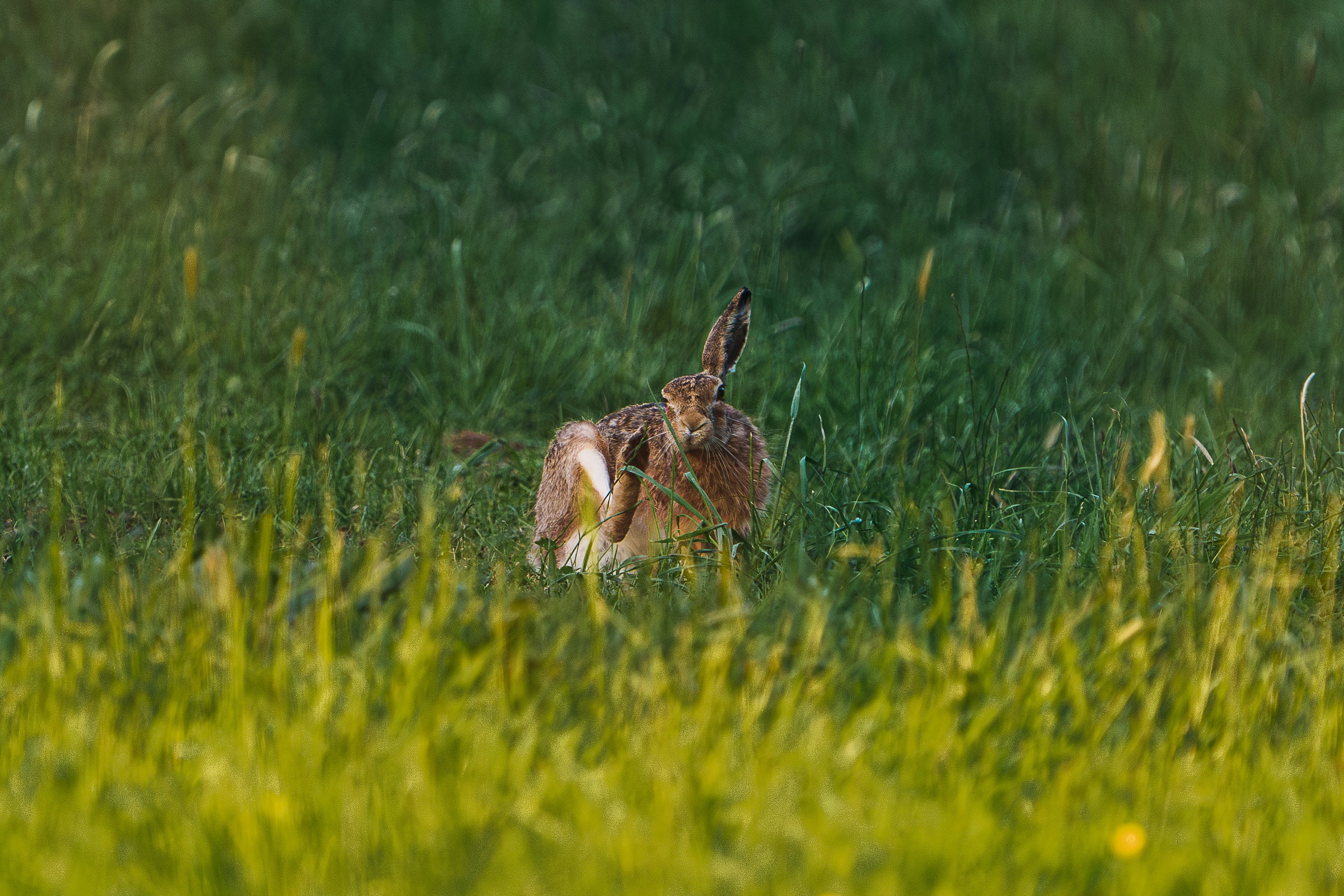 Hidden Meadow Hare: Burst of Grass and the Quiet Watcher