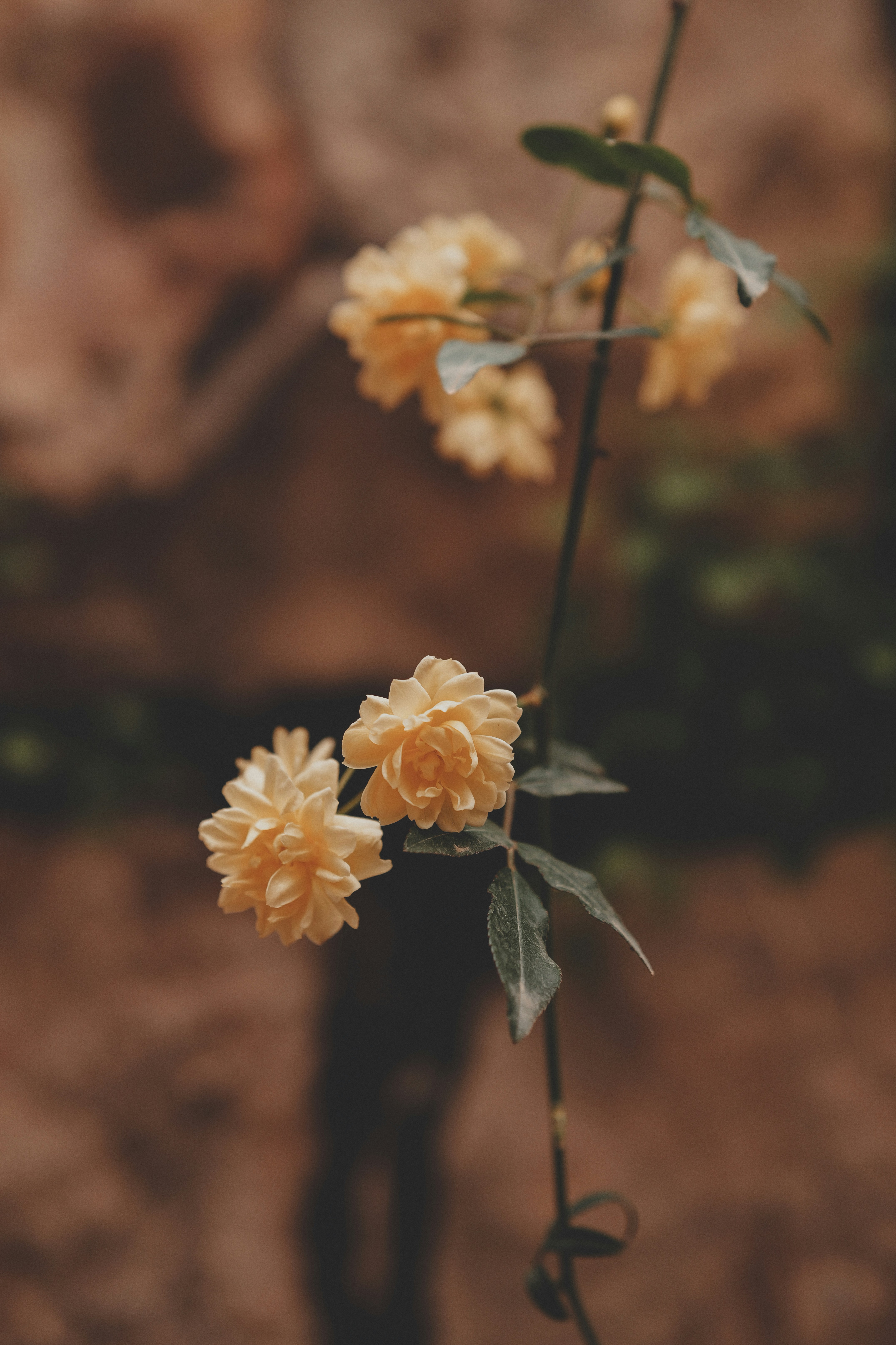Soft Glow of Peaches: Hushed Blooms Along a Narrow Stem
