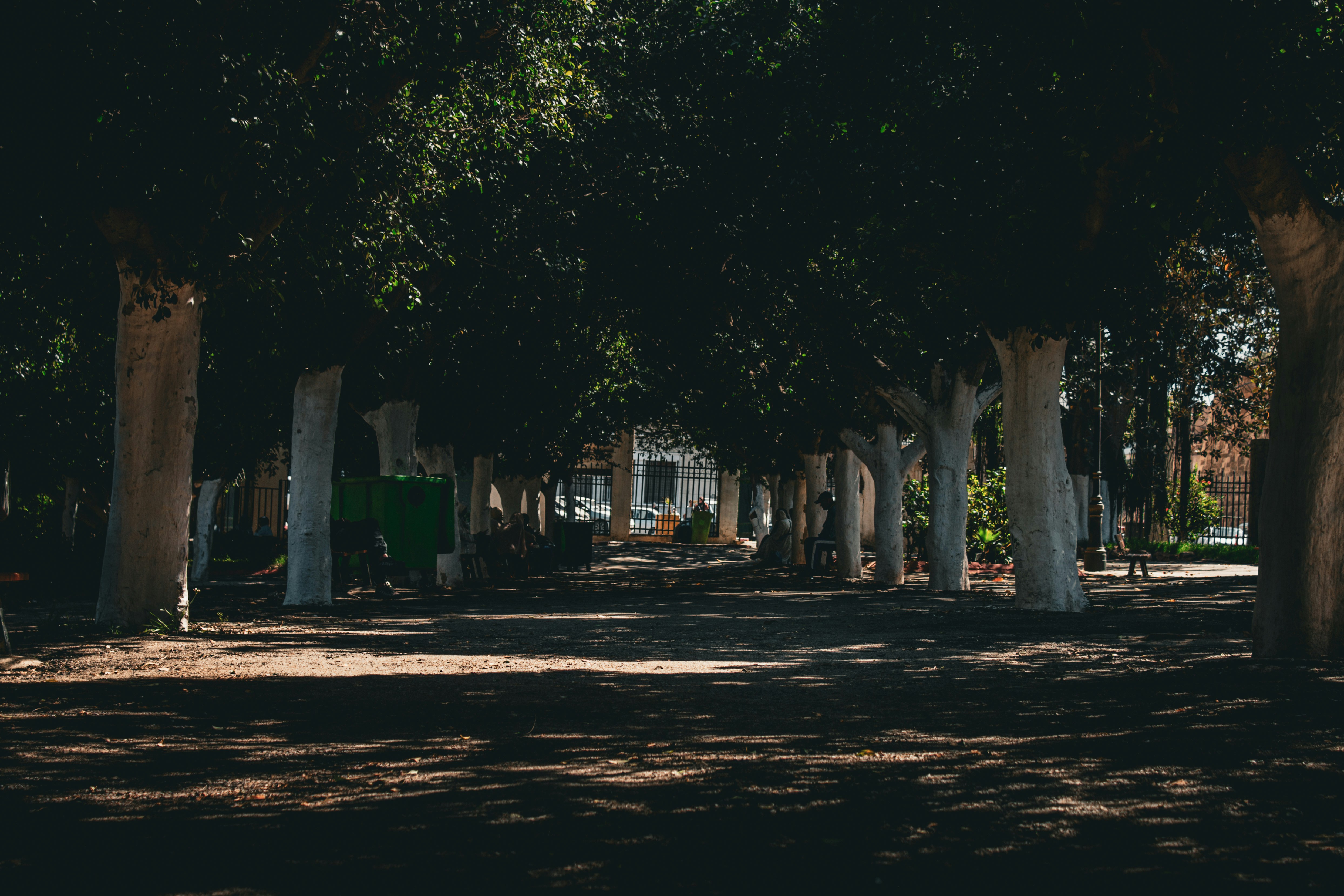 Tree-Row Corridor to a Distant Gate