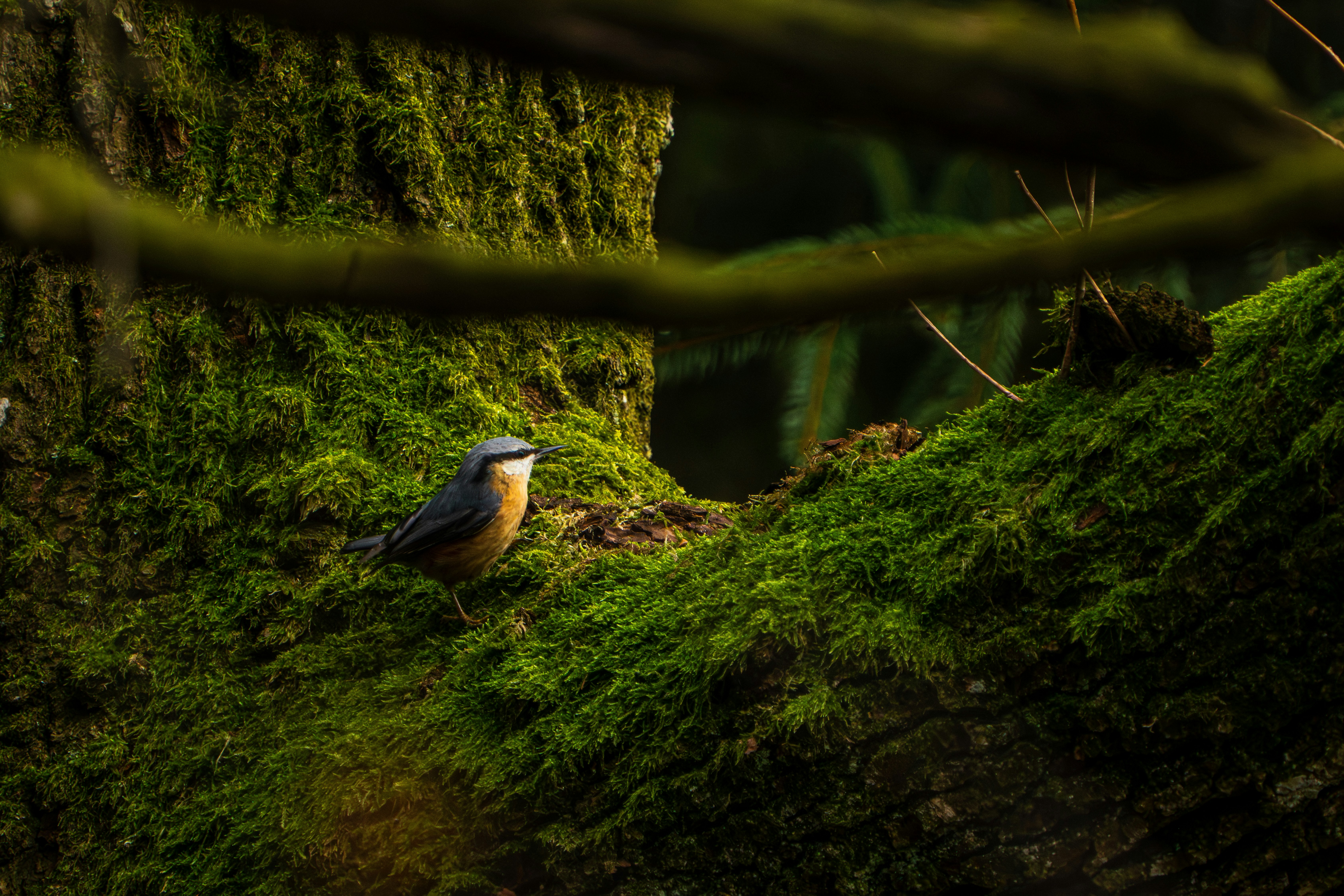 Blue Bird on a Mossy Log in Shadowed Forest Light
