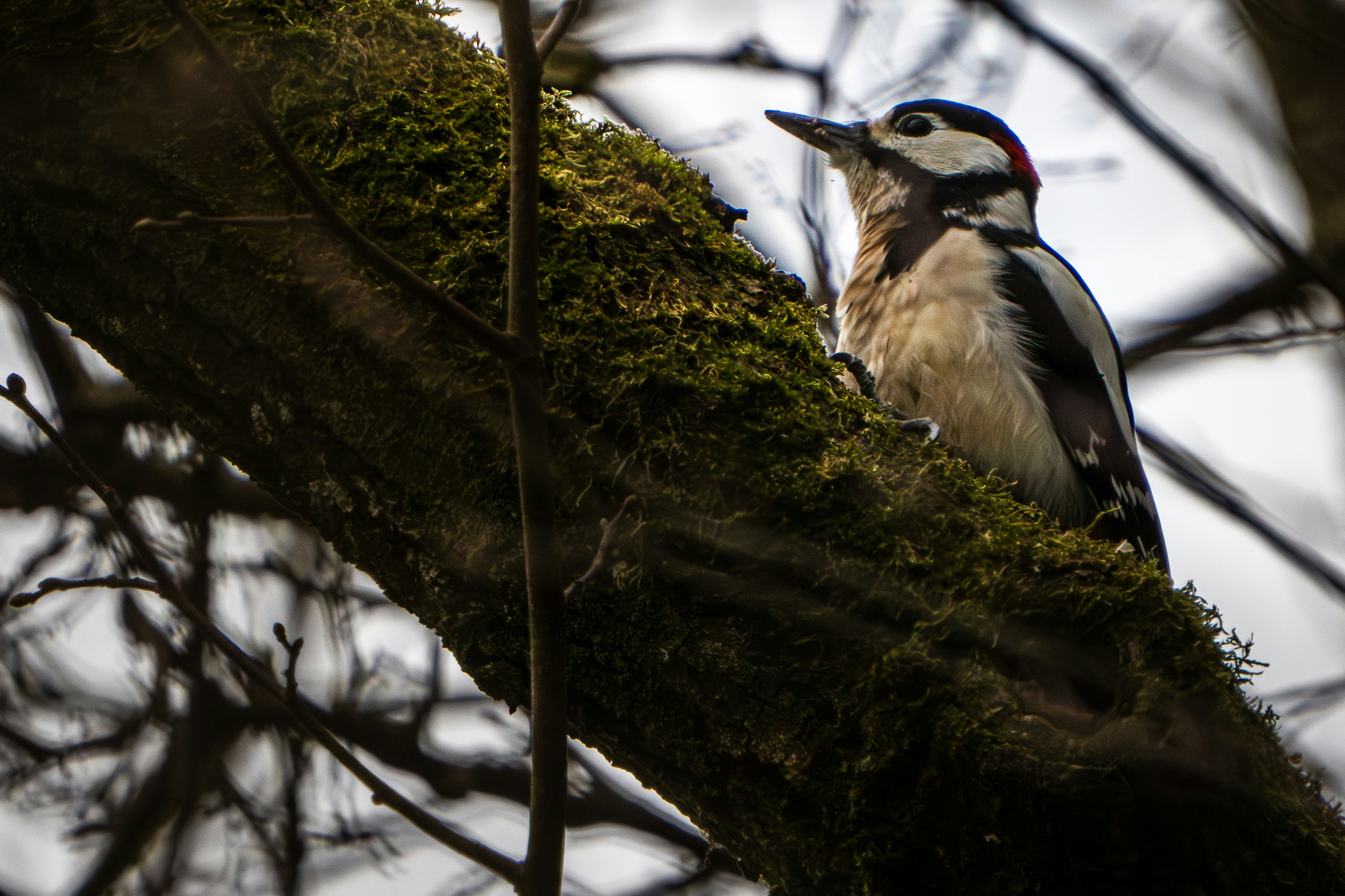 Mid-Forest Perch: A White-Backed Woodpecker at Dusk
