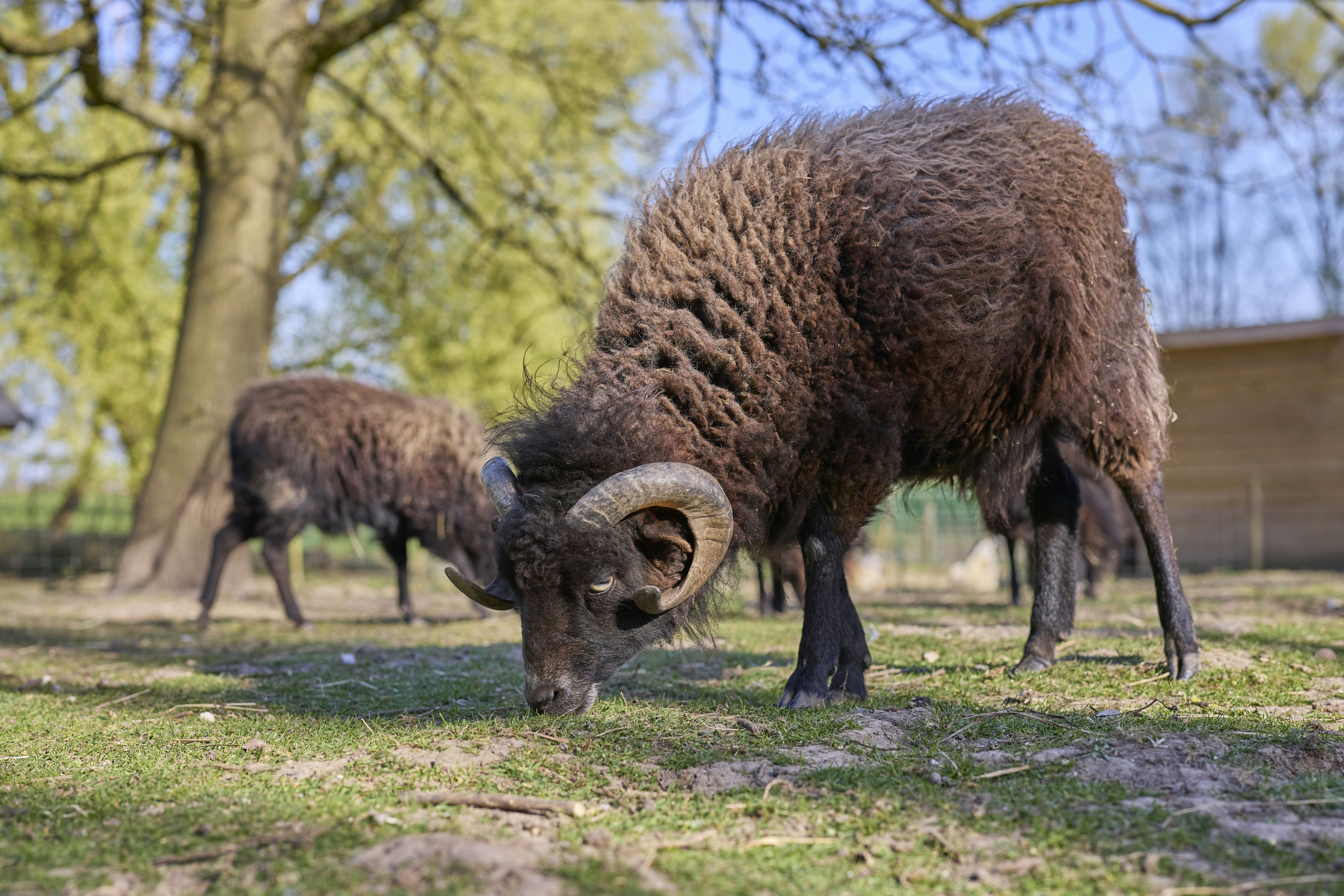 Grazing Giants: A Pair of Bison in Dappled Spring Light