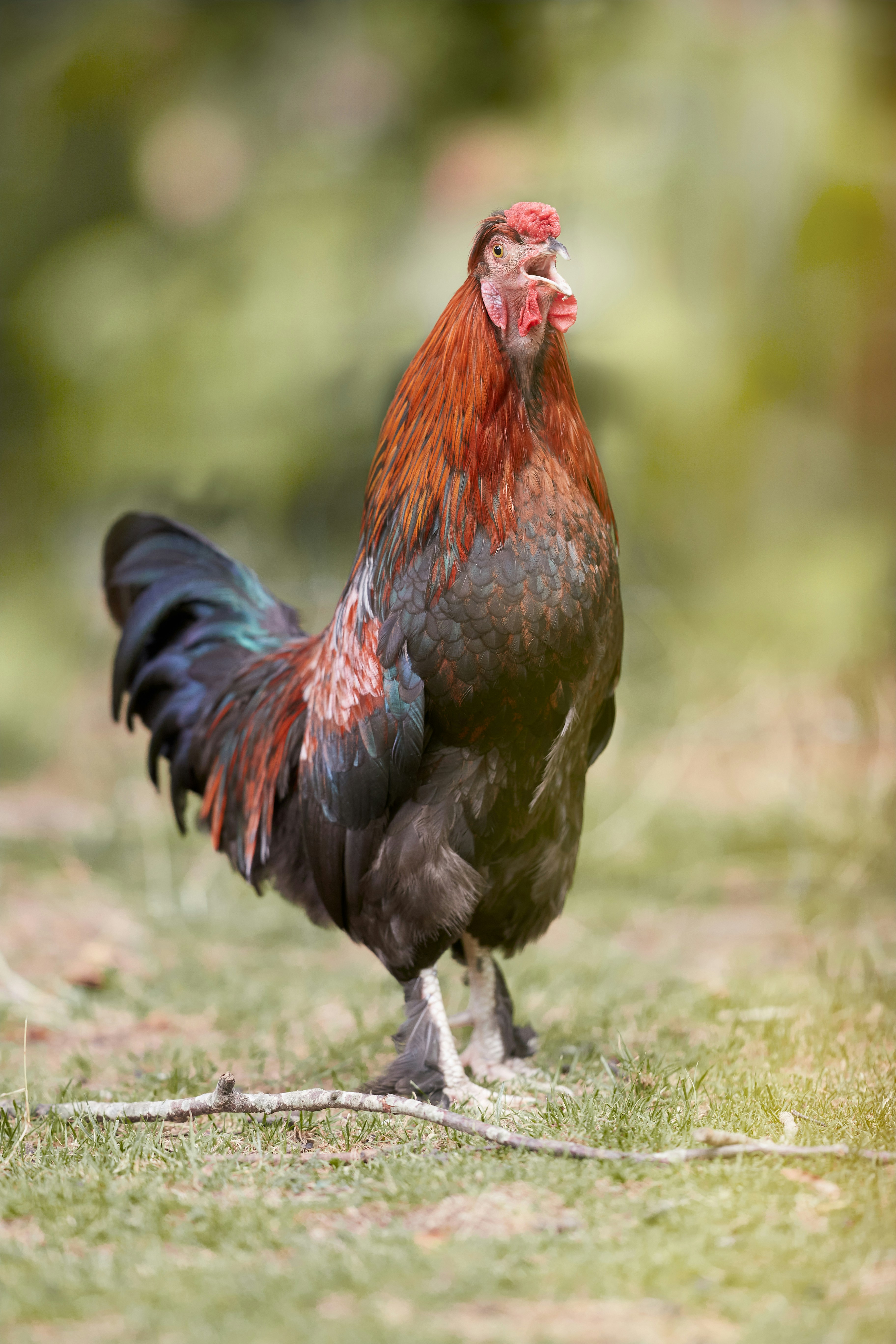 Proud Rooster in a Quiet Meadow