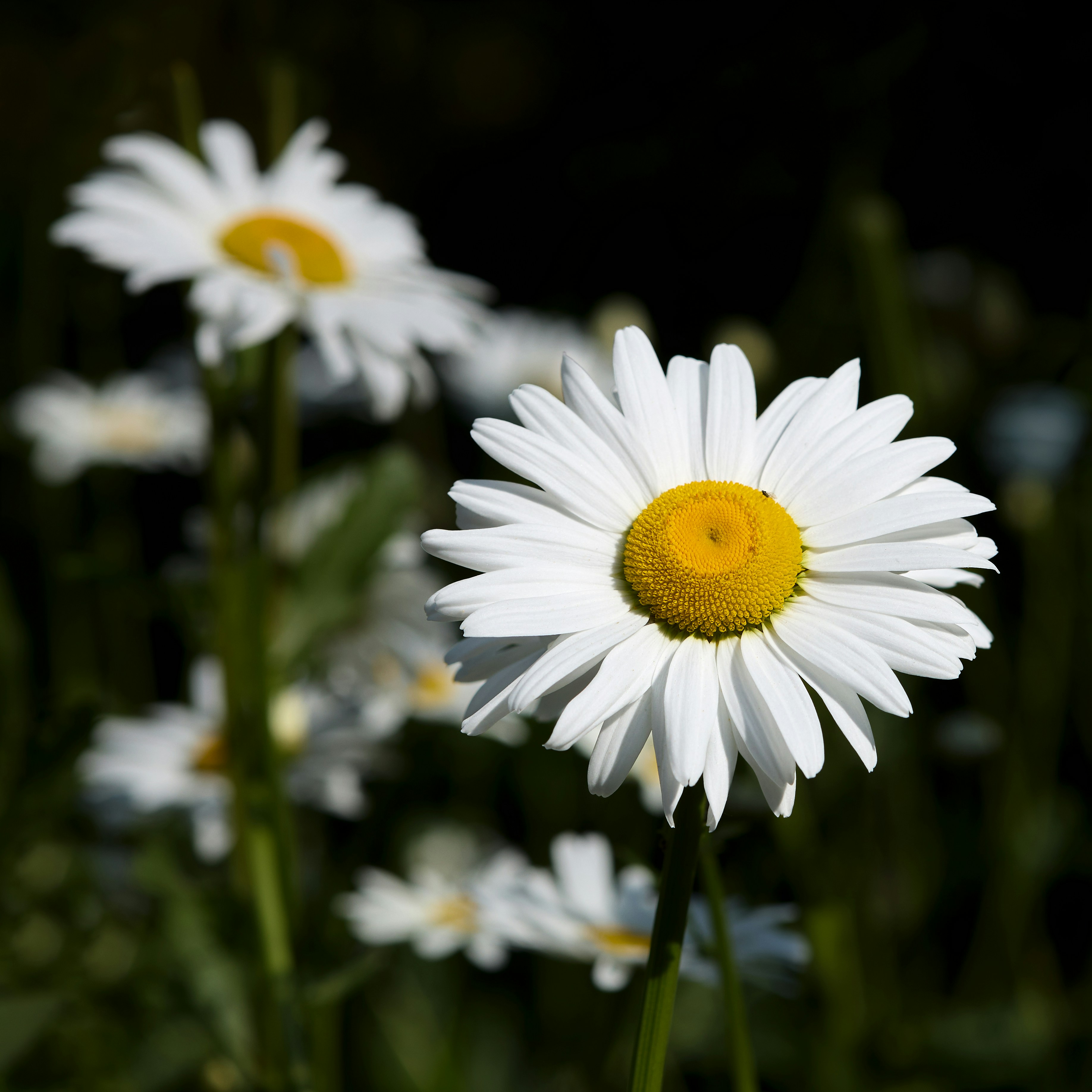 Daisy Crown: Yellow-Centered Bloom in Soft Focus Meadow