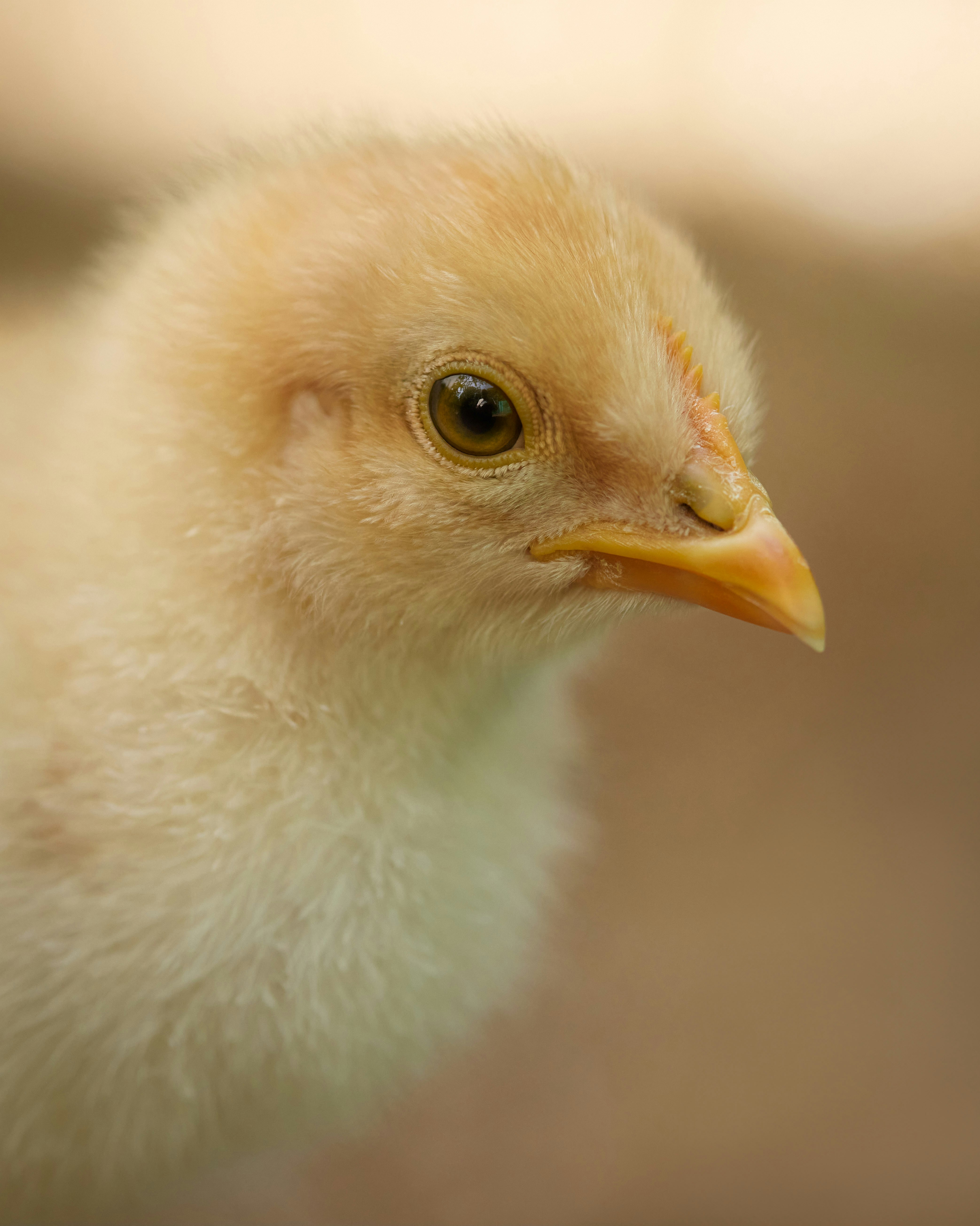 Gentle Chick: A Curious Moment in Soft Light