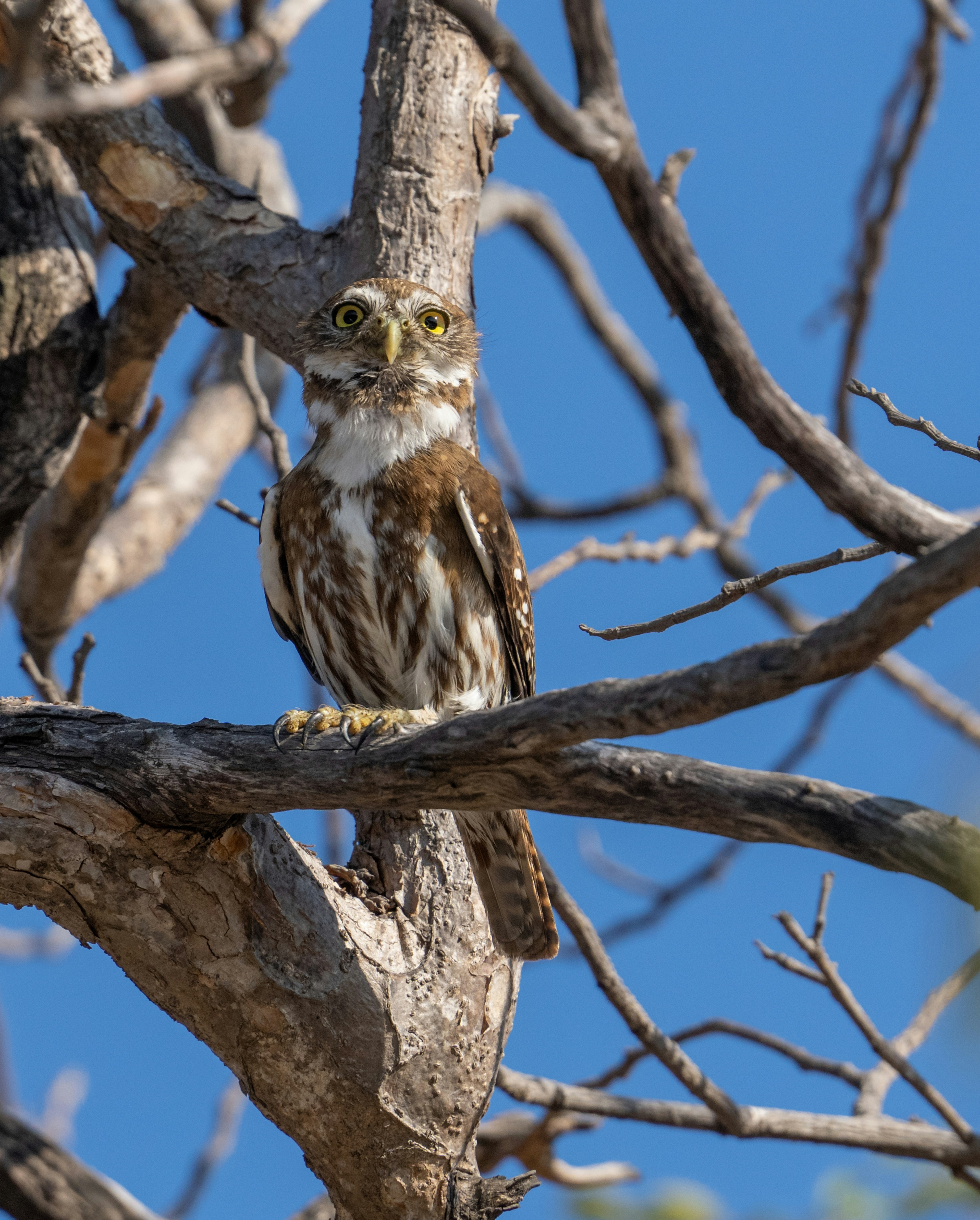 Watchful Eyes in a Gnarled Perch