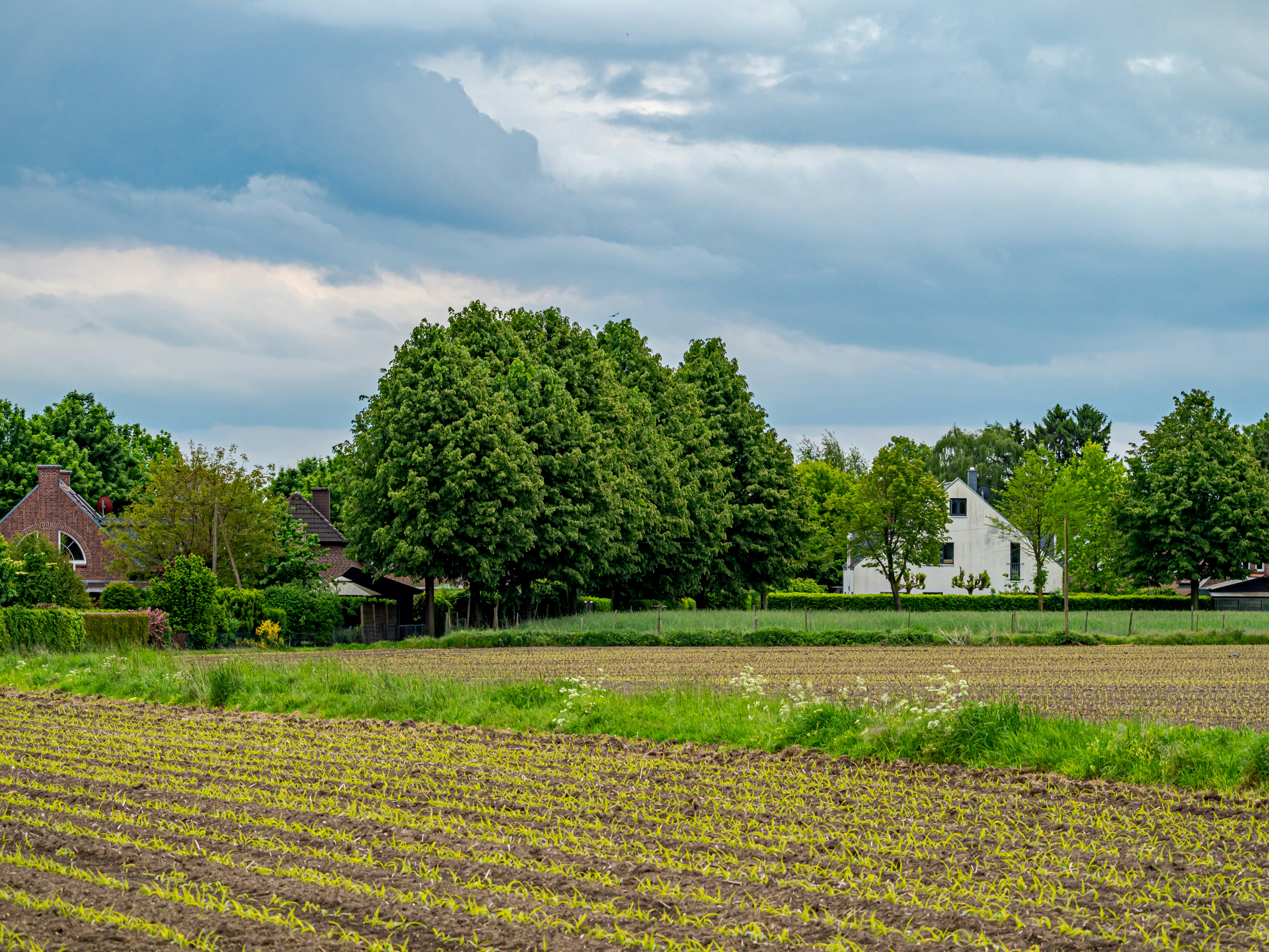 Tranquil rural horizon with mature trees and scattered houses