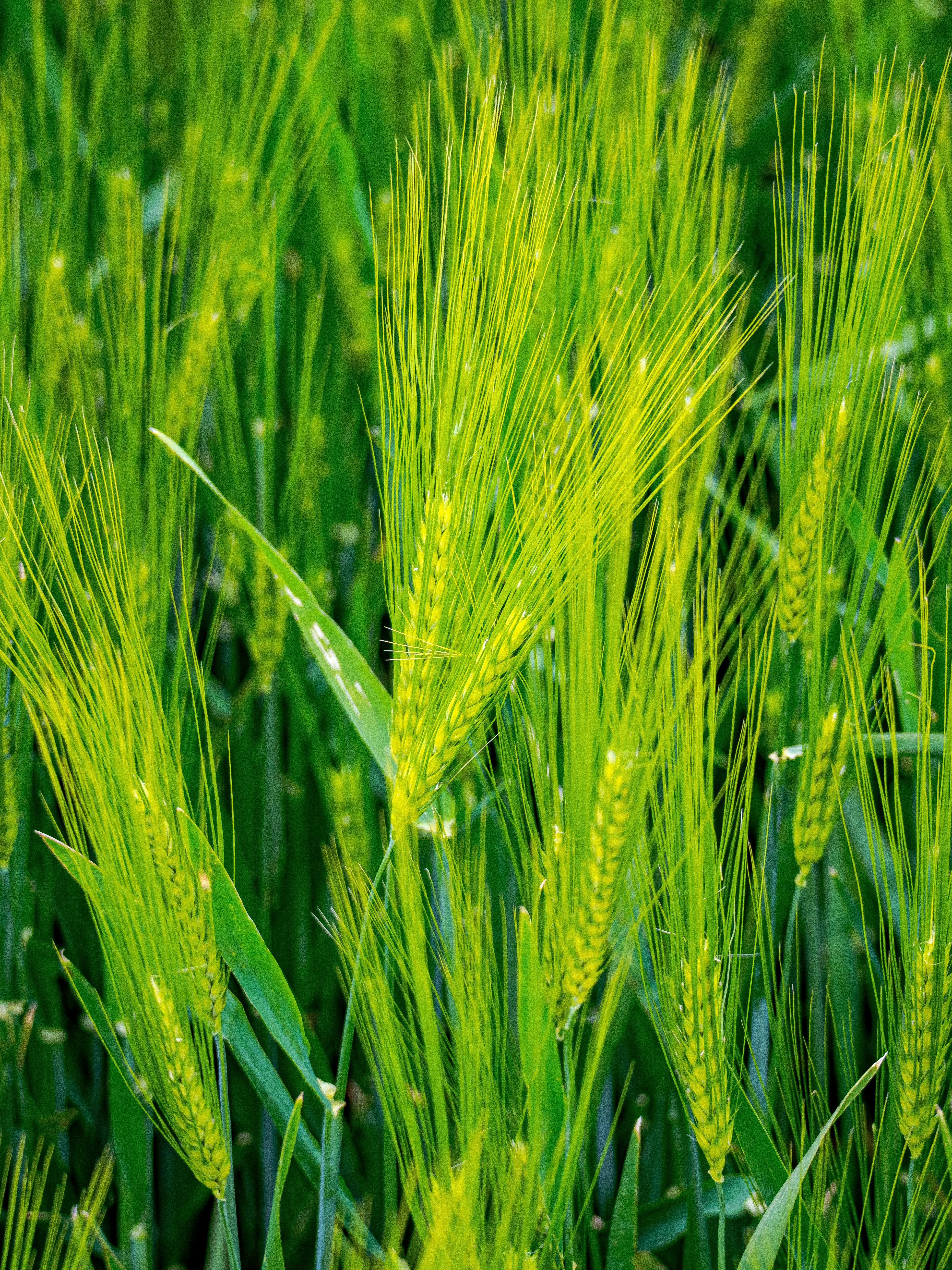 Emerald Grain: Sunlit Wheat Heads in a Field