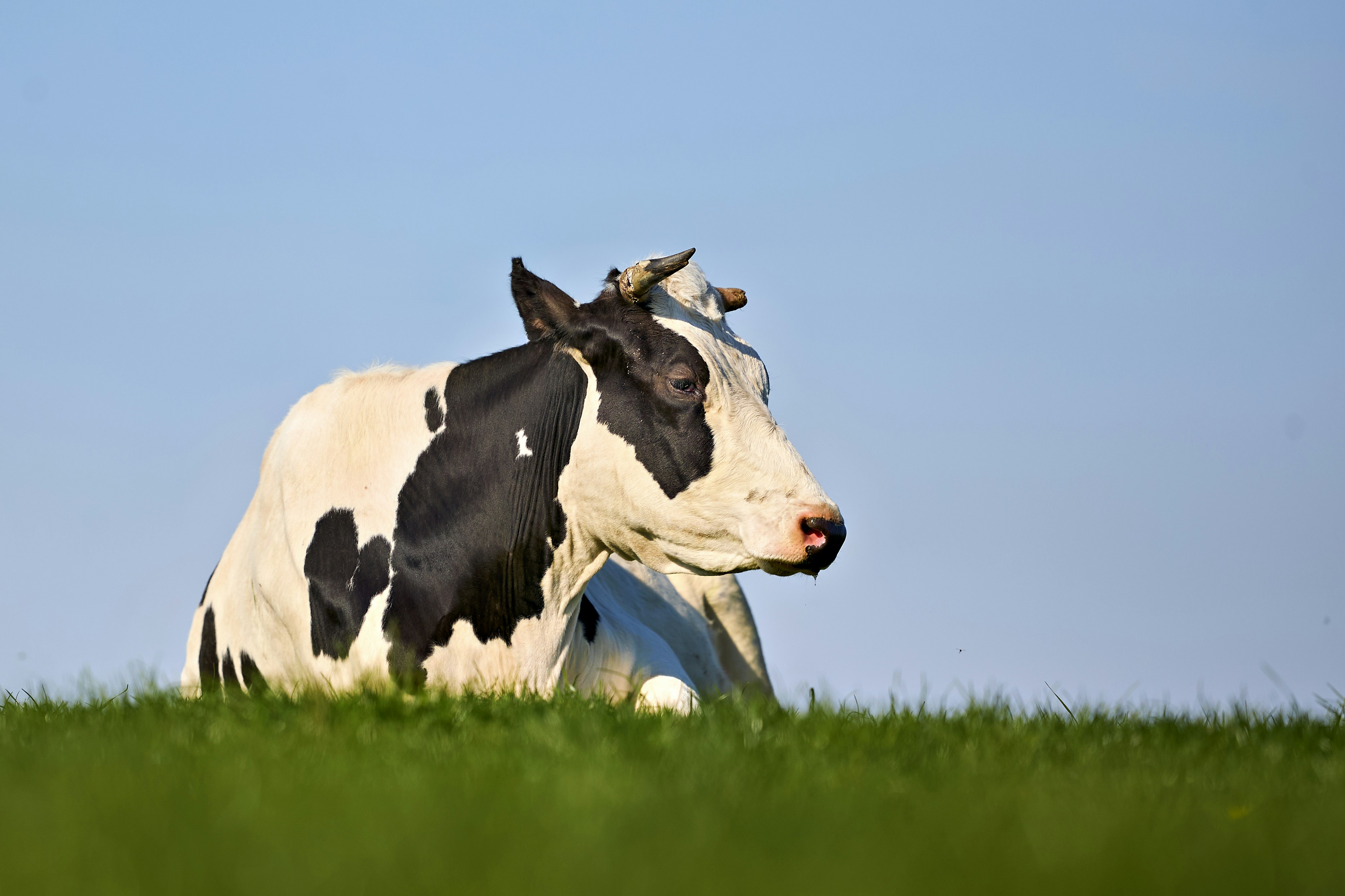 Pasture silhouette: a cow resting at the crest