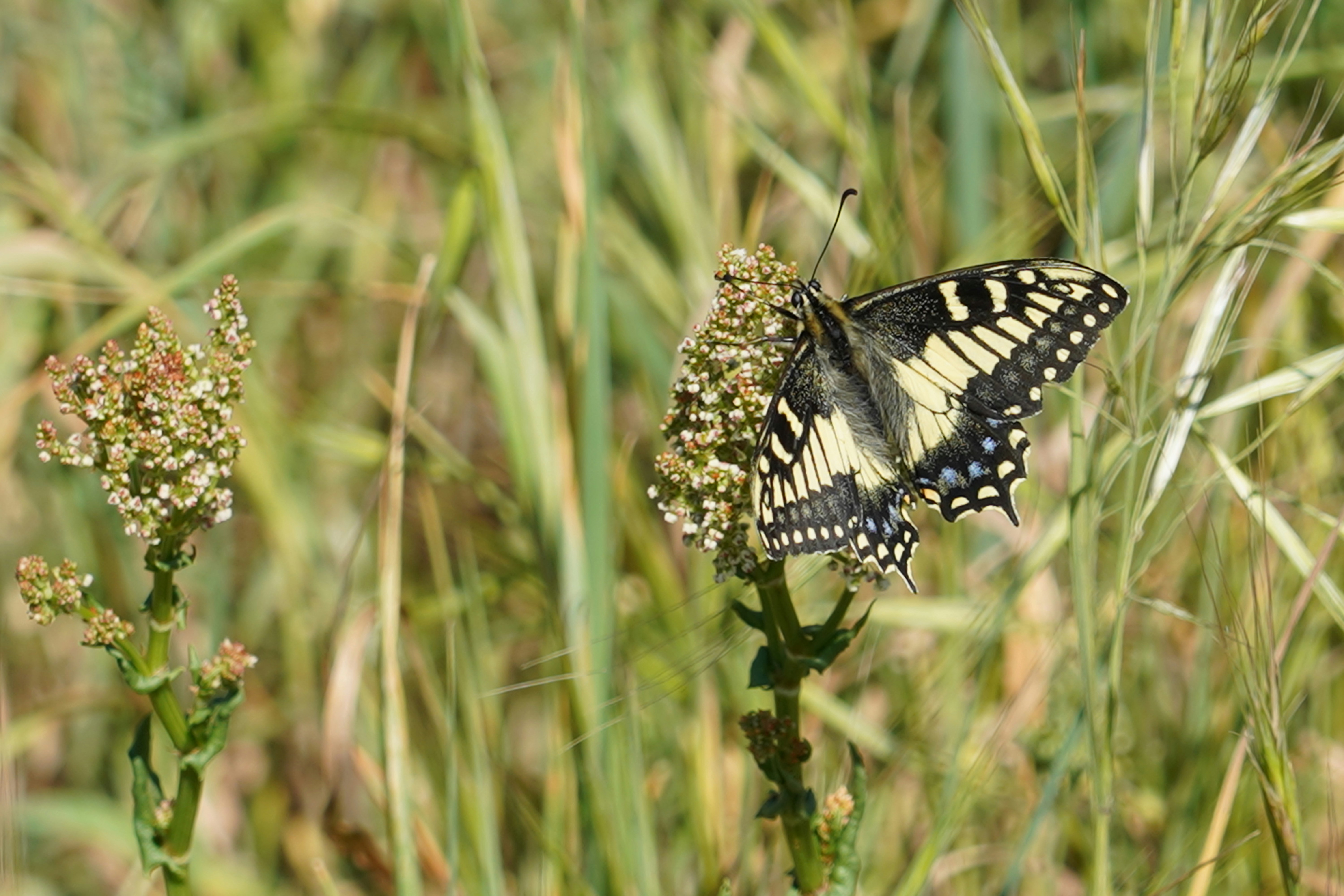 Whispering Wings on a Wildflower Beacon