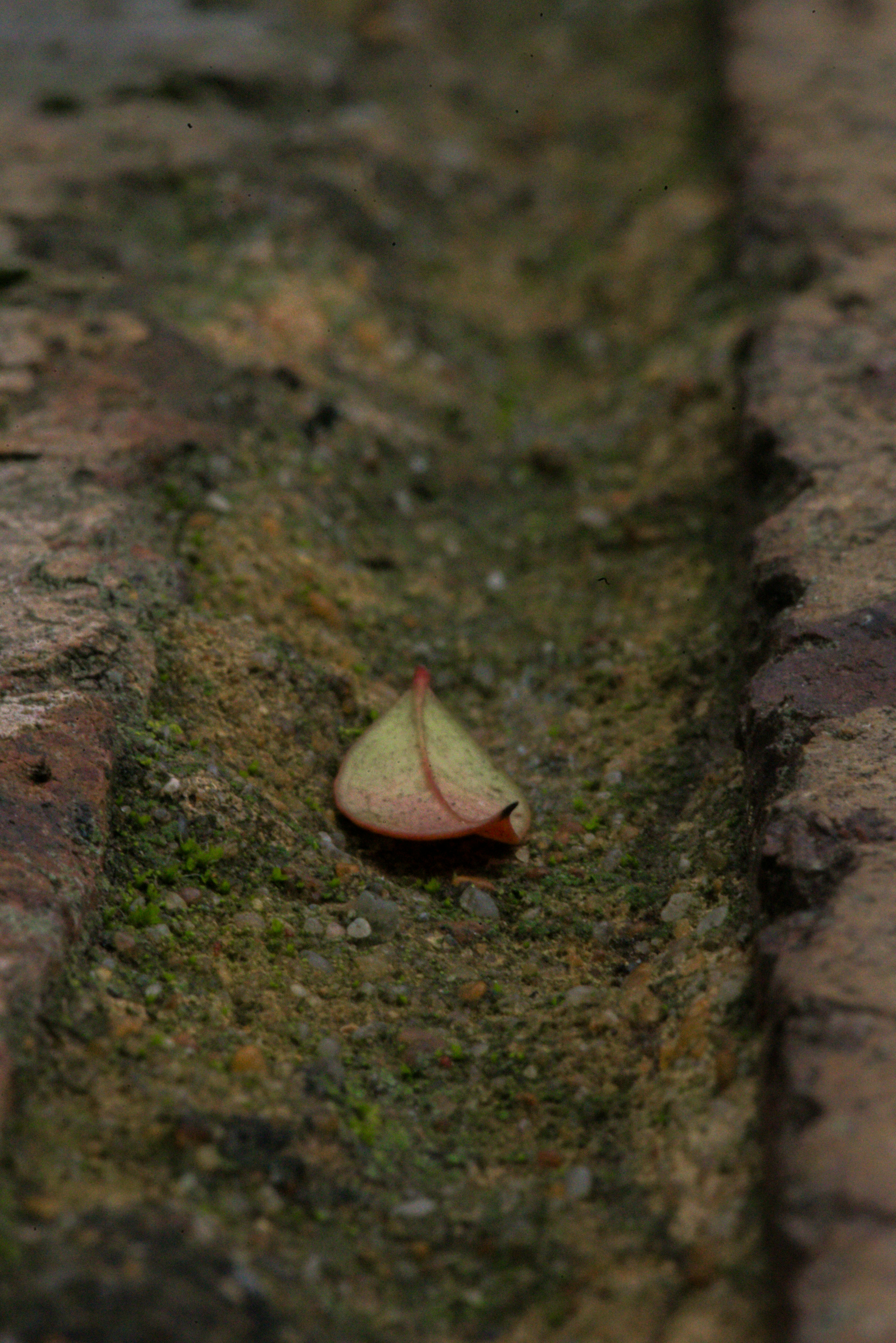 A lone leaf rests in a mossy brick channel, lost in the path between damp earth and stone.