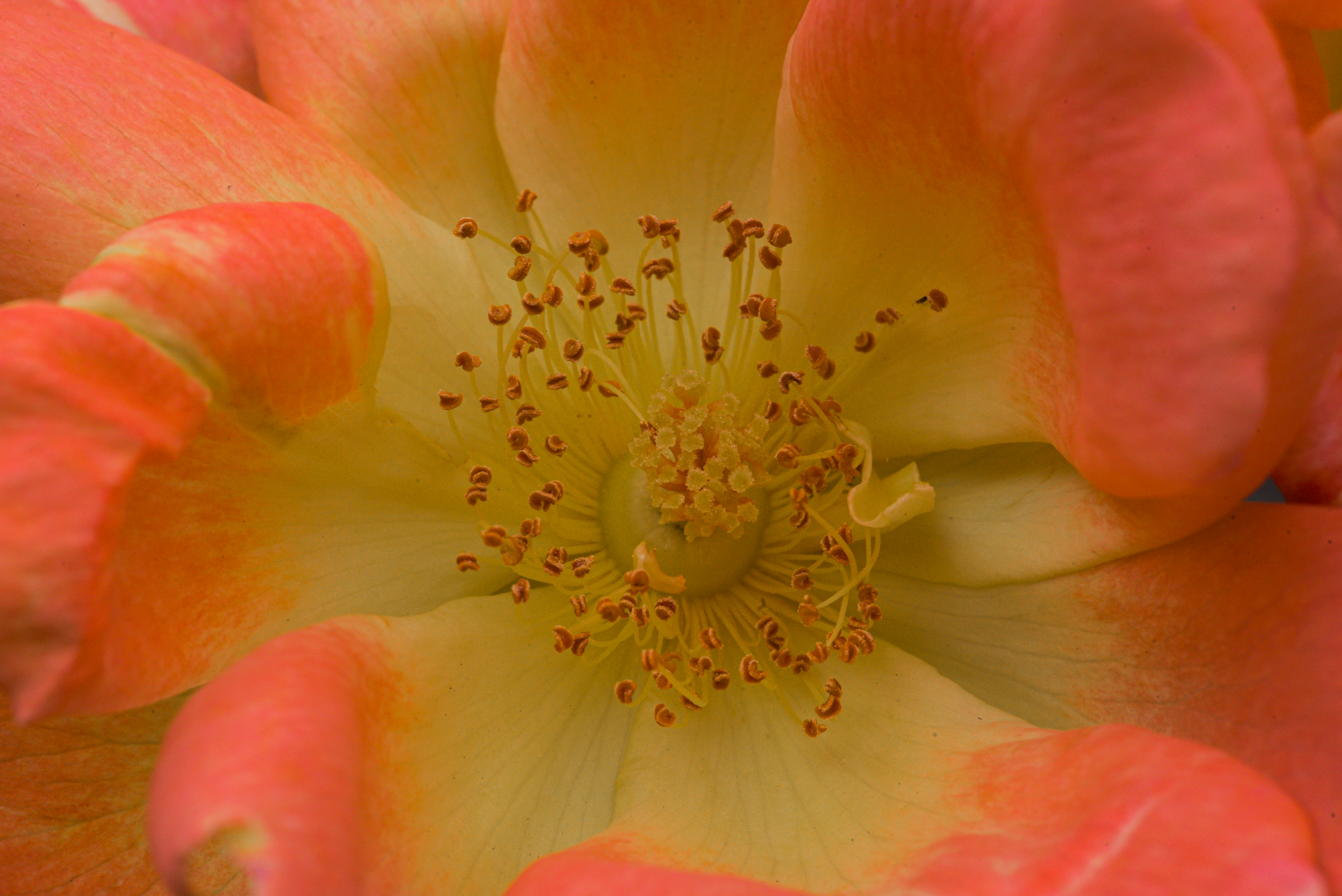 Petal Glow: a close-up of a peachy flower’s interior