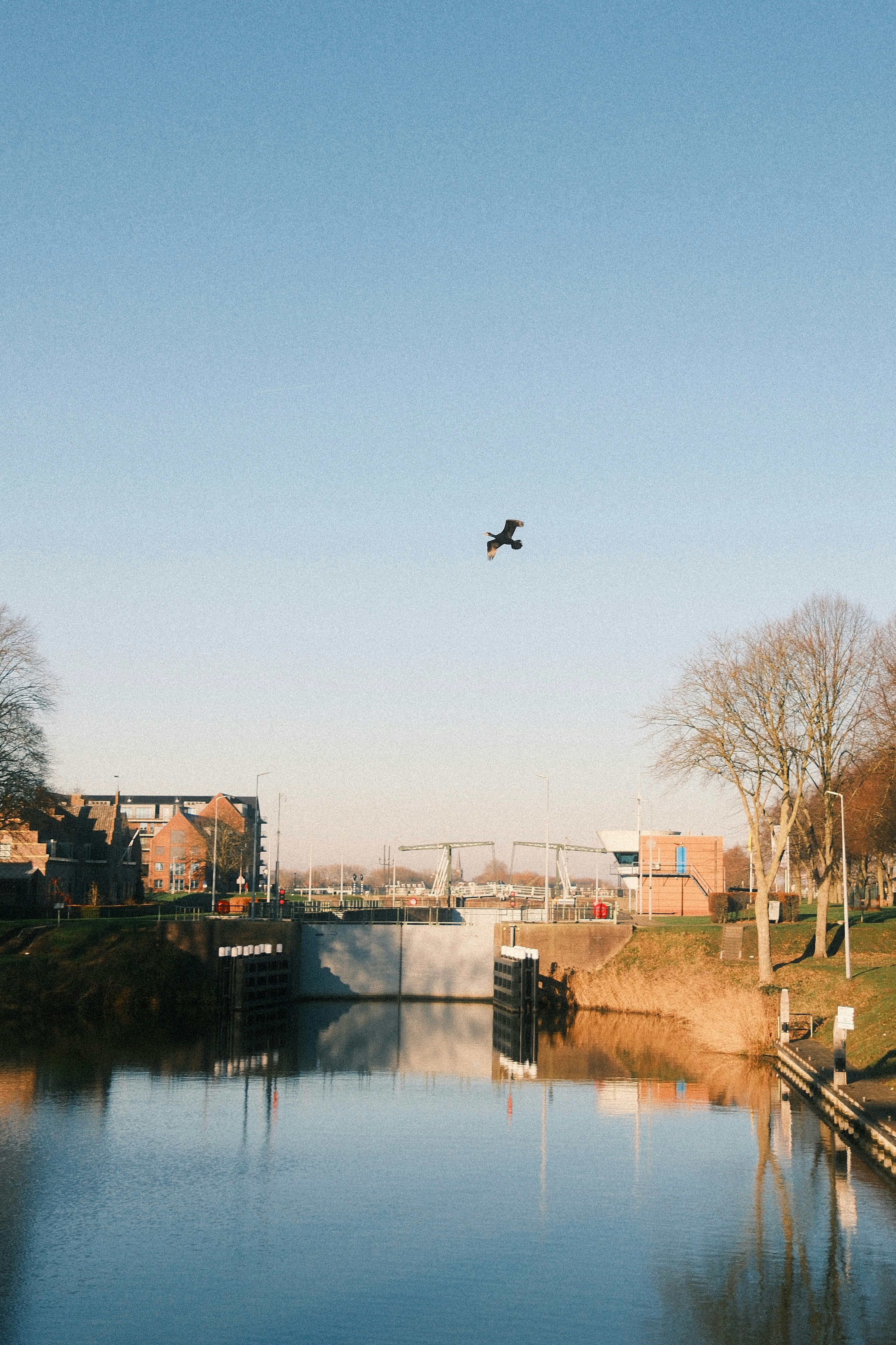Midair Moment: A solitary bird glides above a calm riverscape