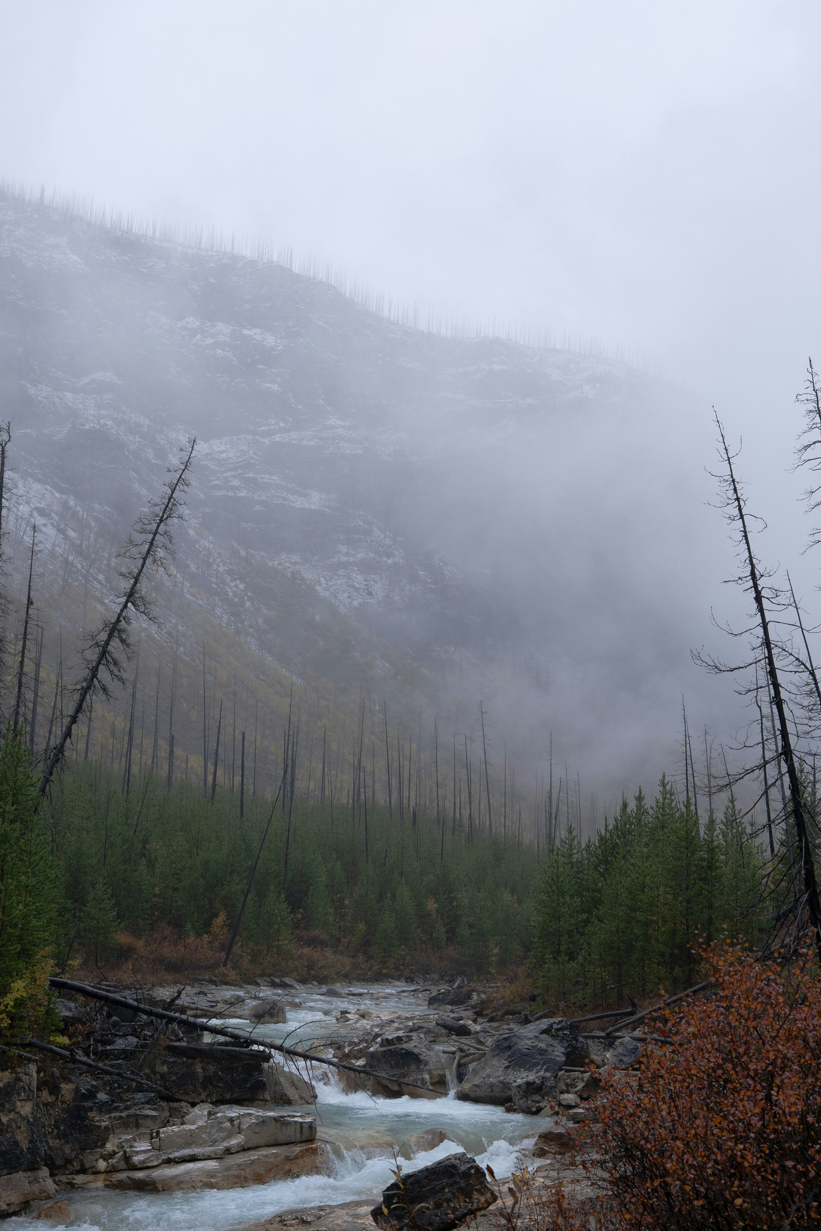 Mist-Clad Canyon: River Gorges through a Valley of Ghost Pines