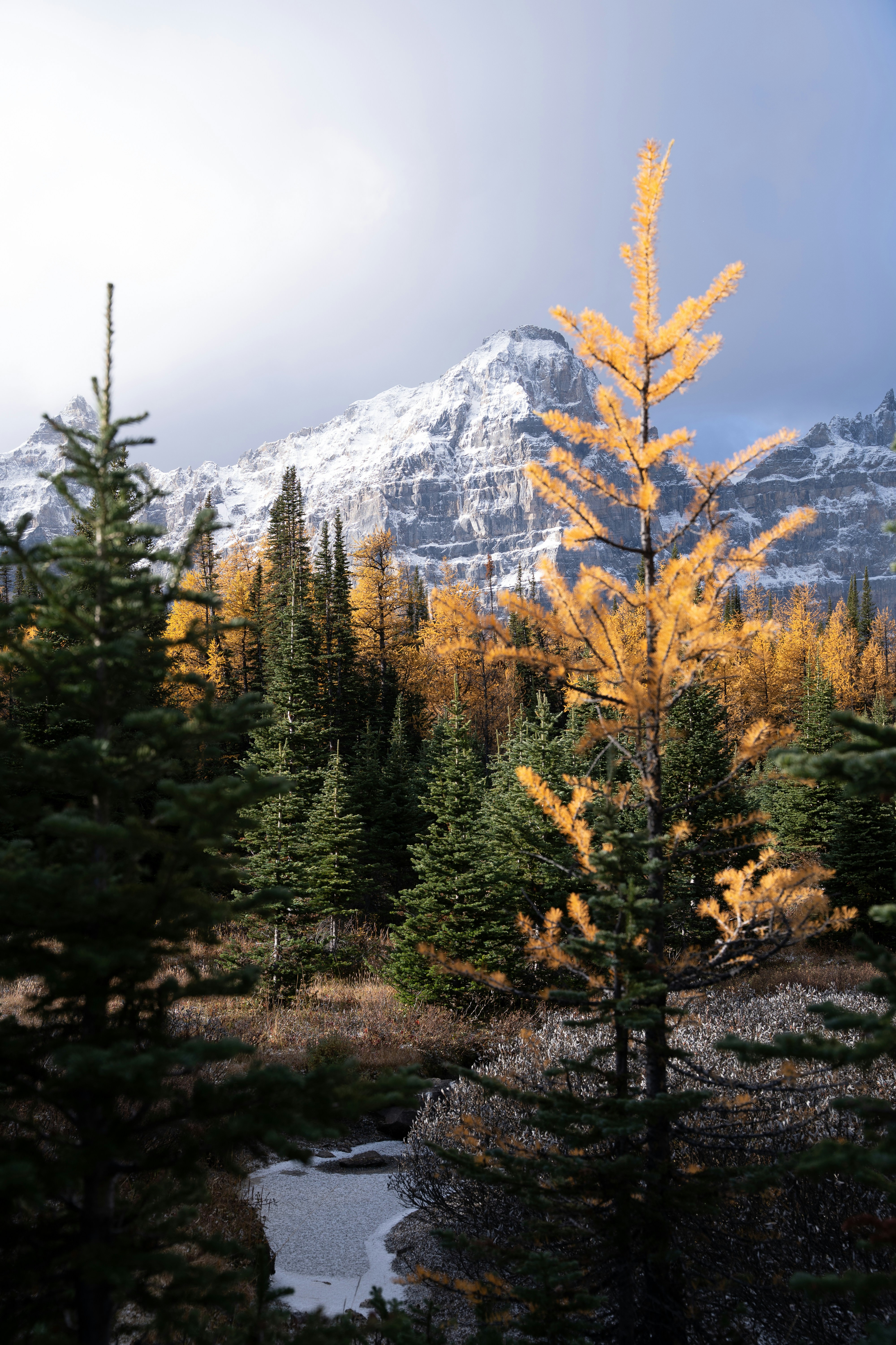 Golden Aspens Amid Snowy Peaks