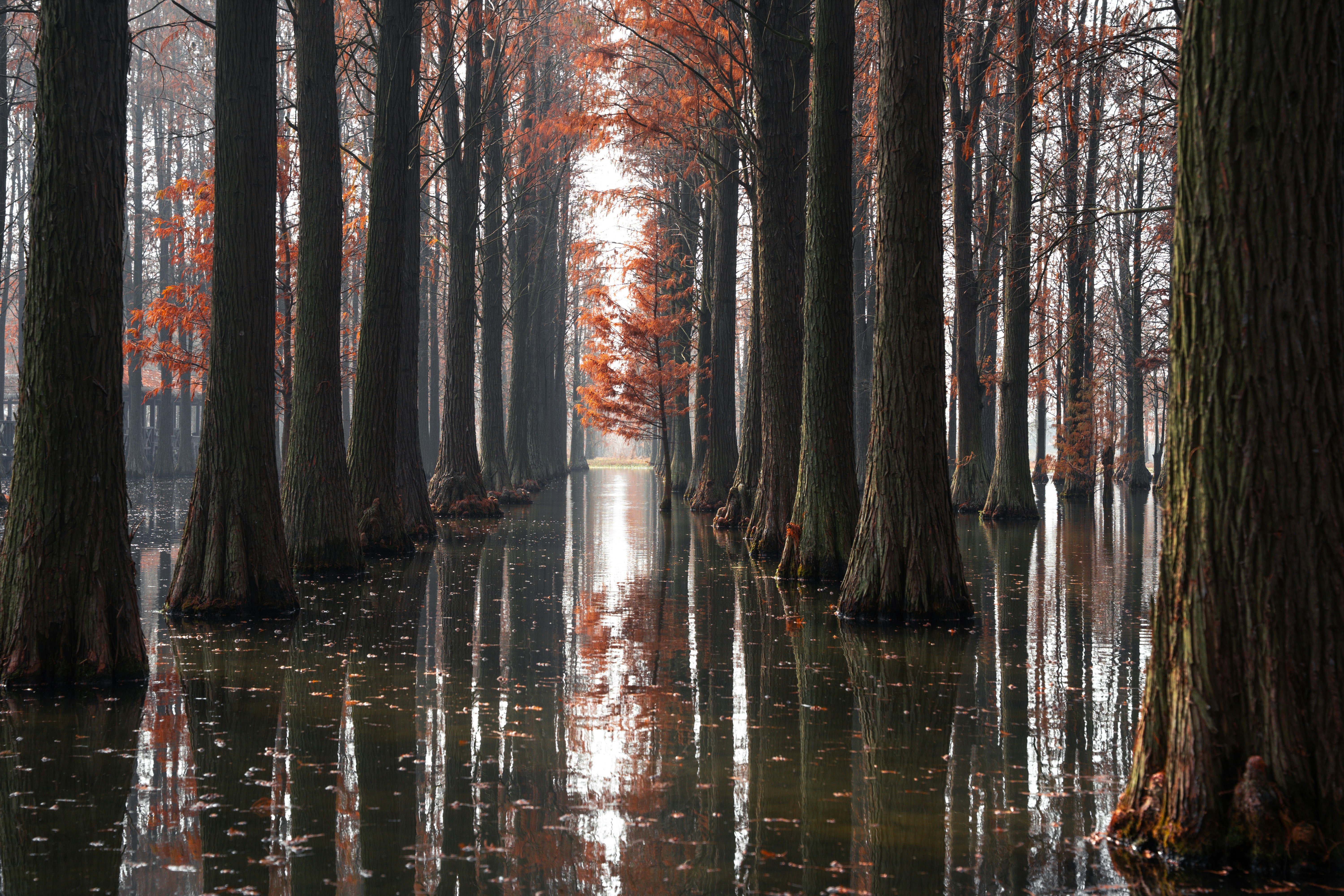 Reflections in a Symmetrical Flooded Forest Alley