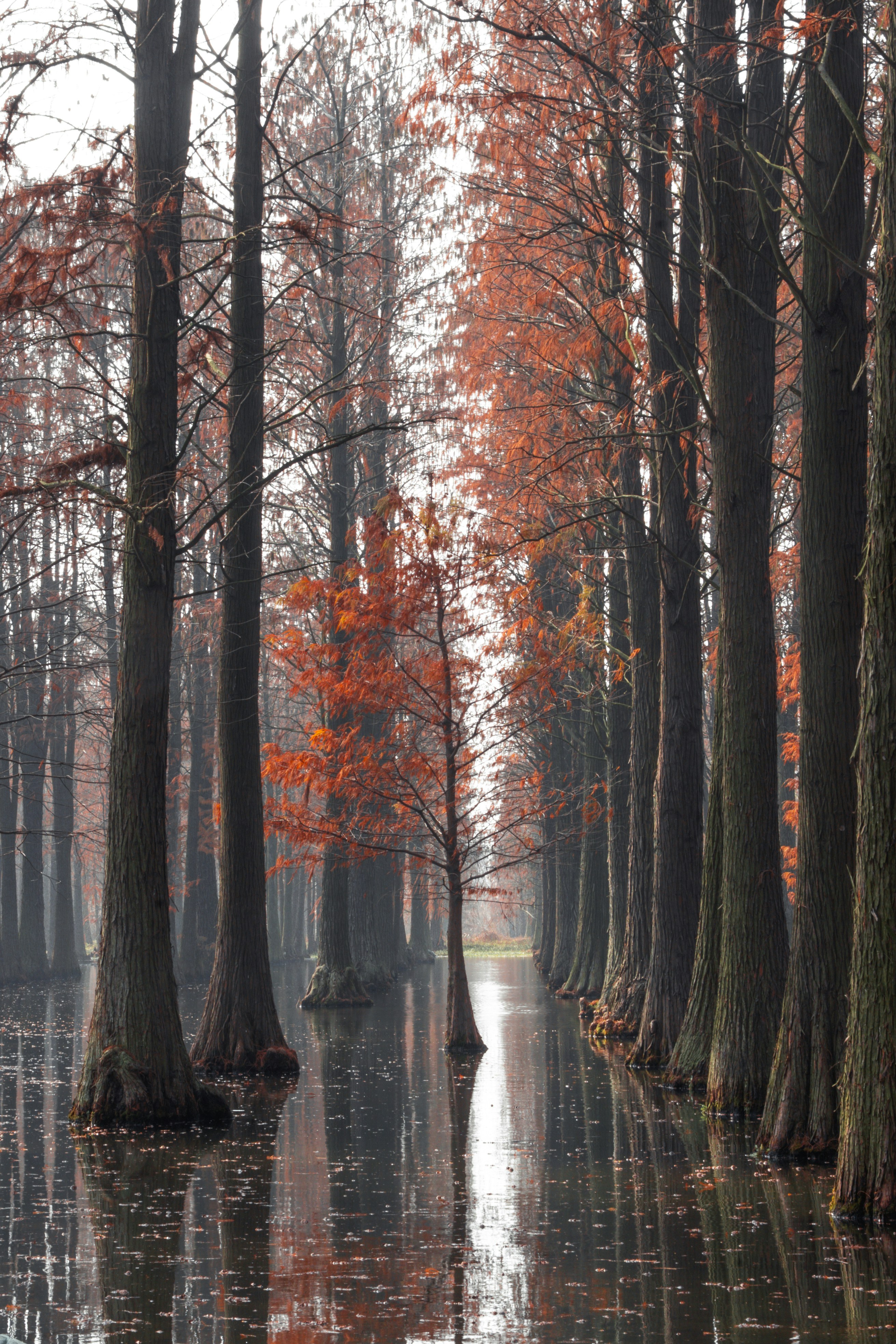 Amber Corridor: Autumn Waterlogged Forest Drape